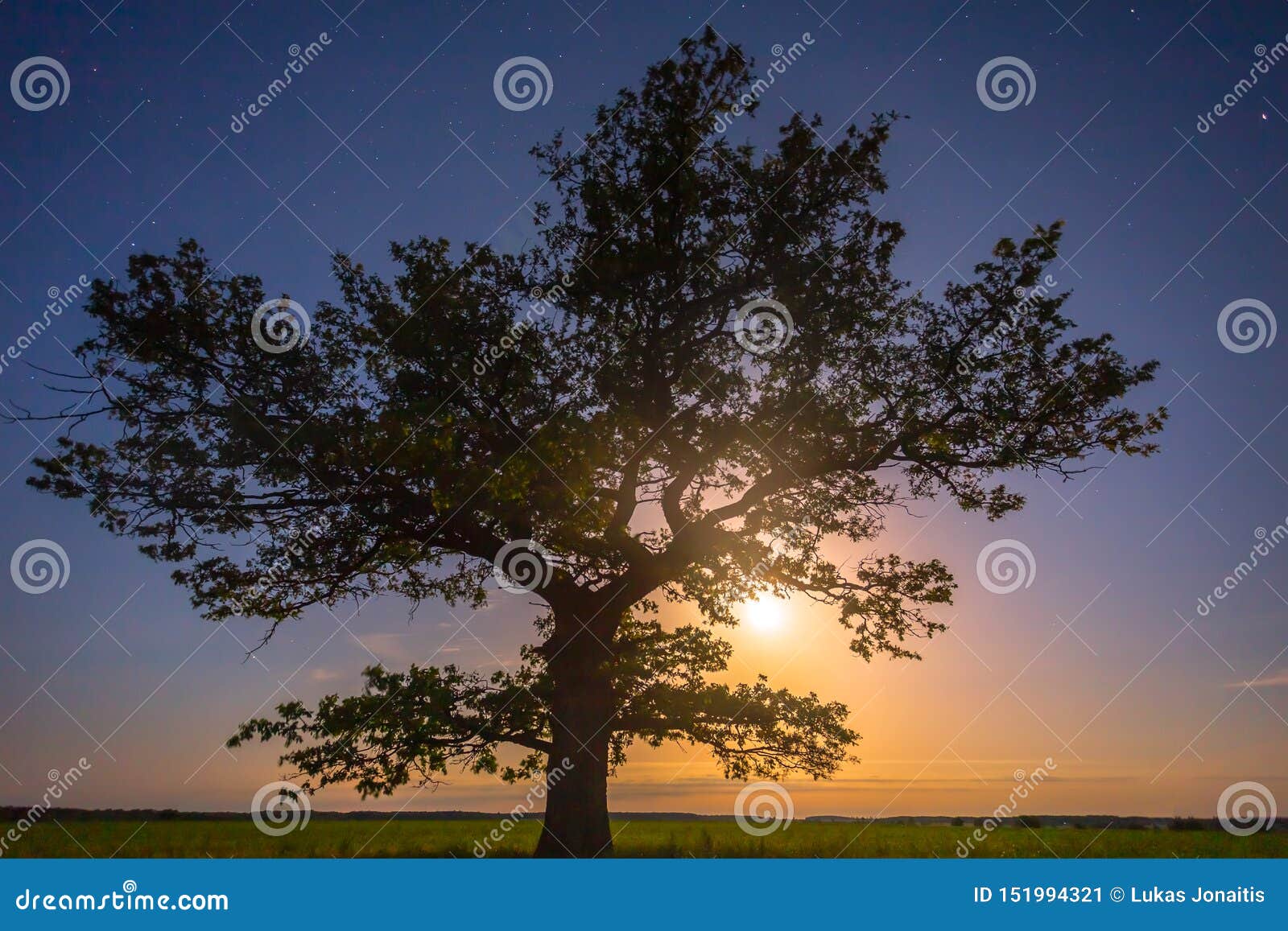 Old Oak Tree in the Night Sky with the Moon Stock Image - Image of ...