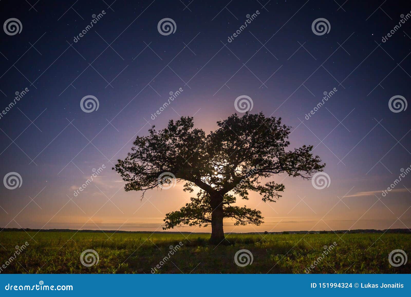 Old Oak Tree in the Night Sky with the Moon Stock Photo - Image of hazy ...