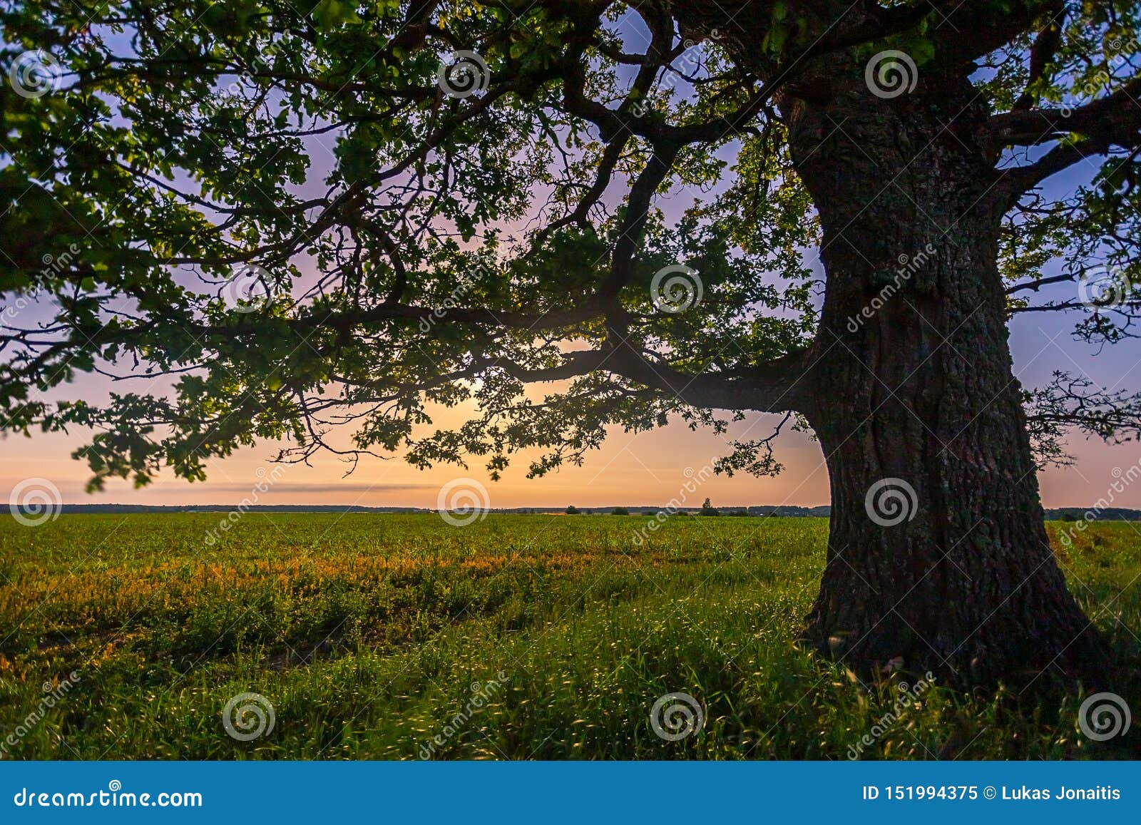 Old Oak Tree in the Night Sky with the Moon Stock Image - Image of ...