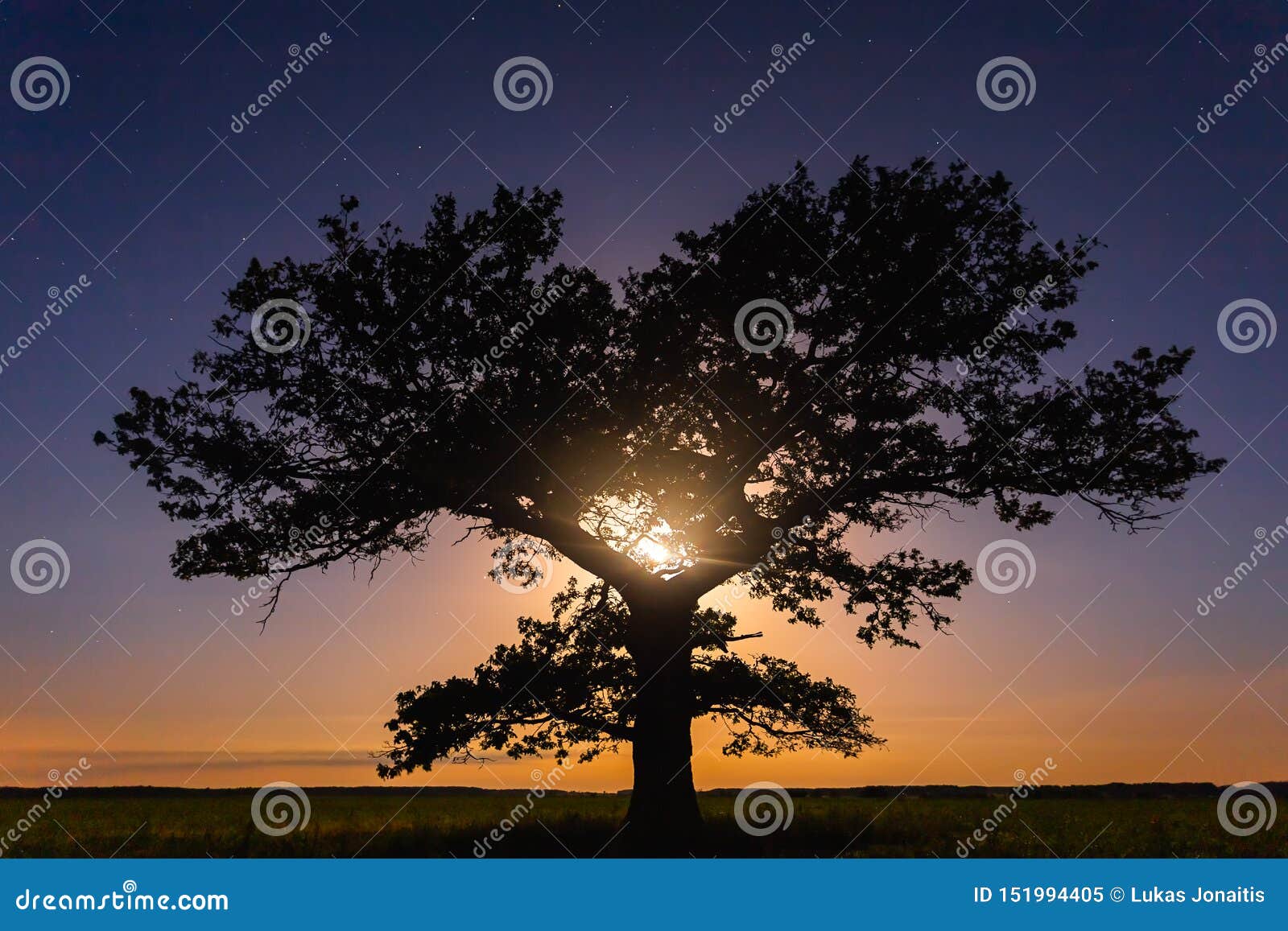 Old Oak Tree in the Night Sky with the Moon Light Stock Image - Image ...