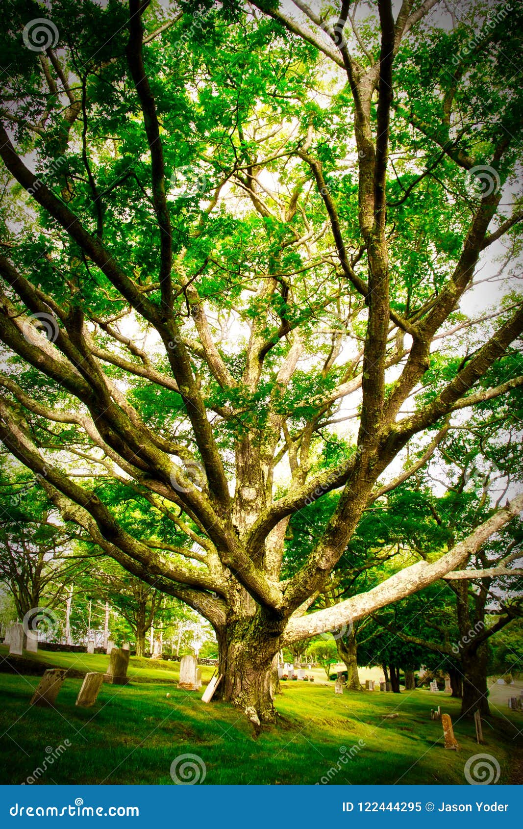 Old Oak Tree stock image. Image of history, branch, amazing - 122444295