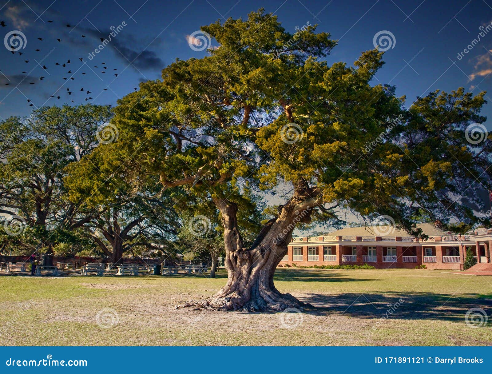 Old Oak Tree at Park at Dusk Stock Image - Image of limbs, woodlands ...