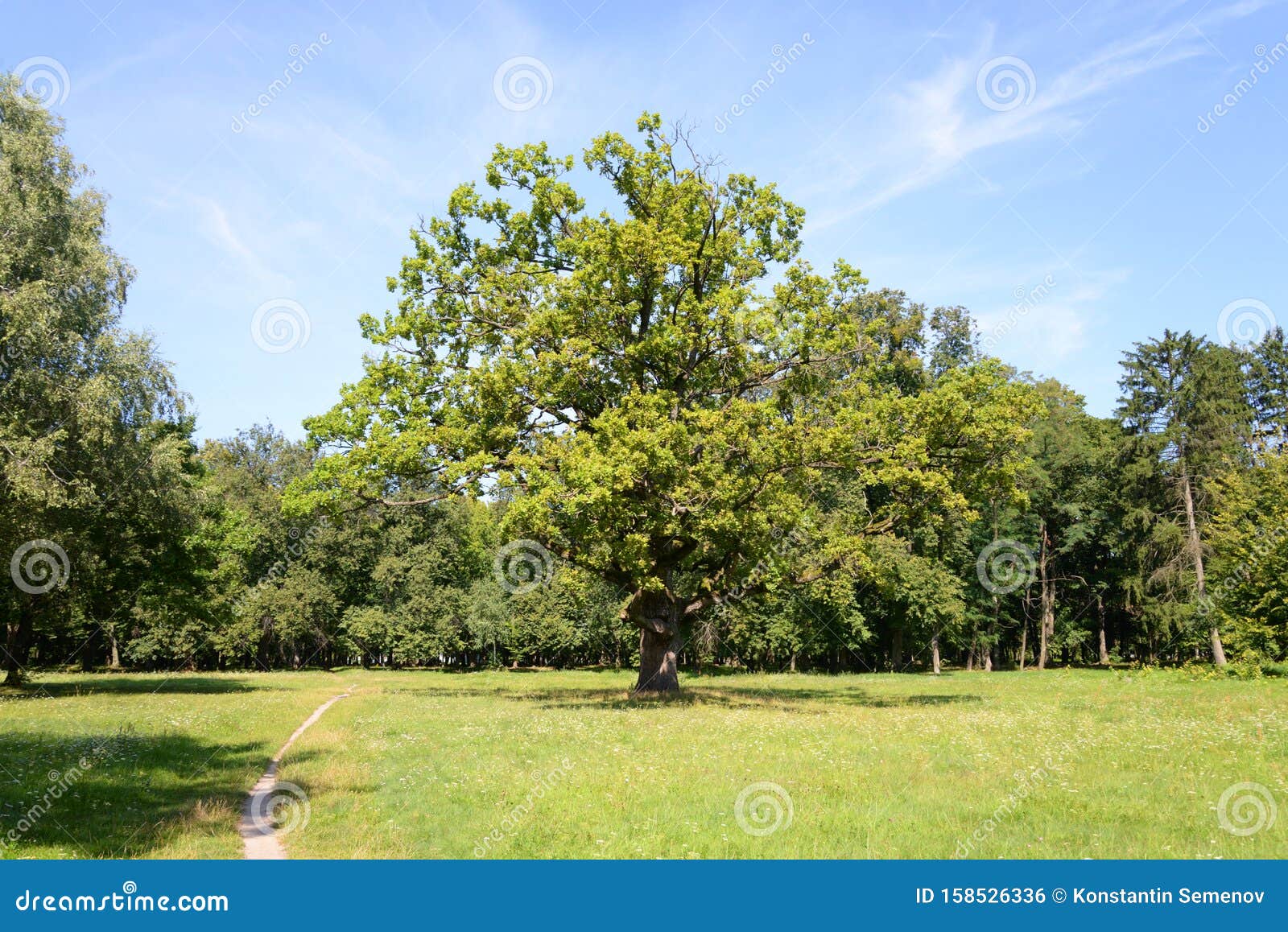 Old oak tree in the park stock photo. Image of greenery - 158526336