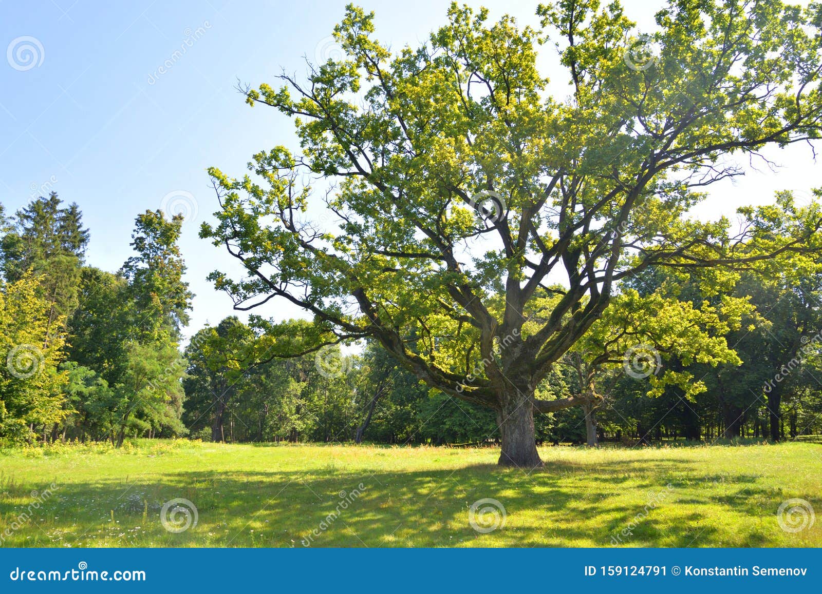 Old oak tree in the park stock image. Image of countryside - 159124791