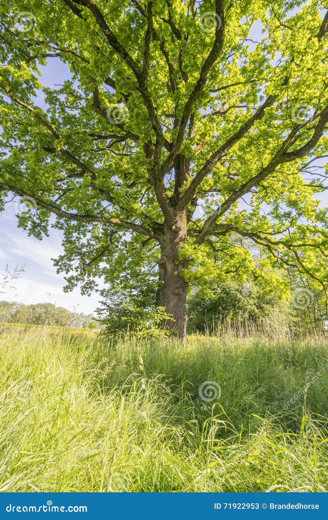Old oak tree stock image. Image of summer, landscape - 71922953