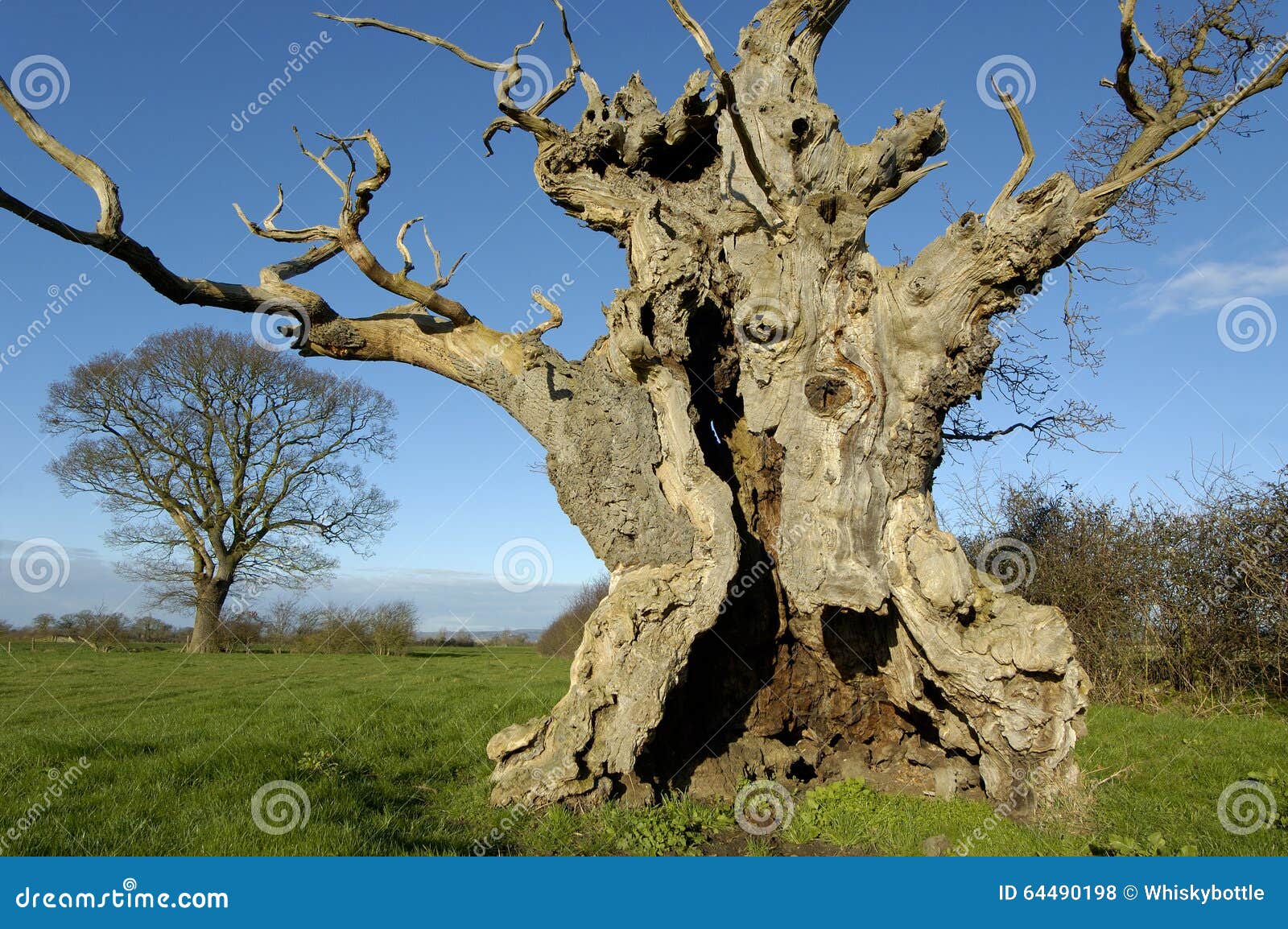 Old Oak Tree stock photo. Image of nature, pedunculate - 64490198
