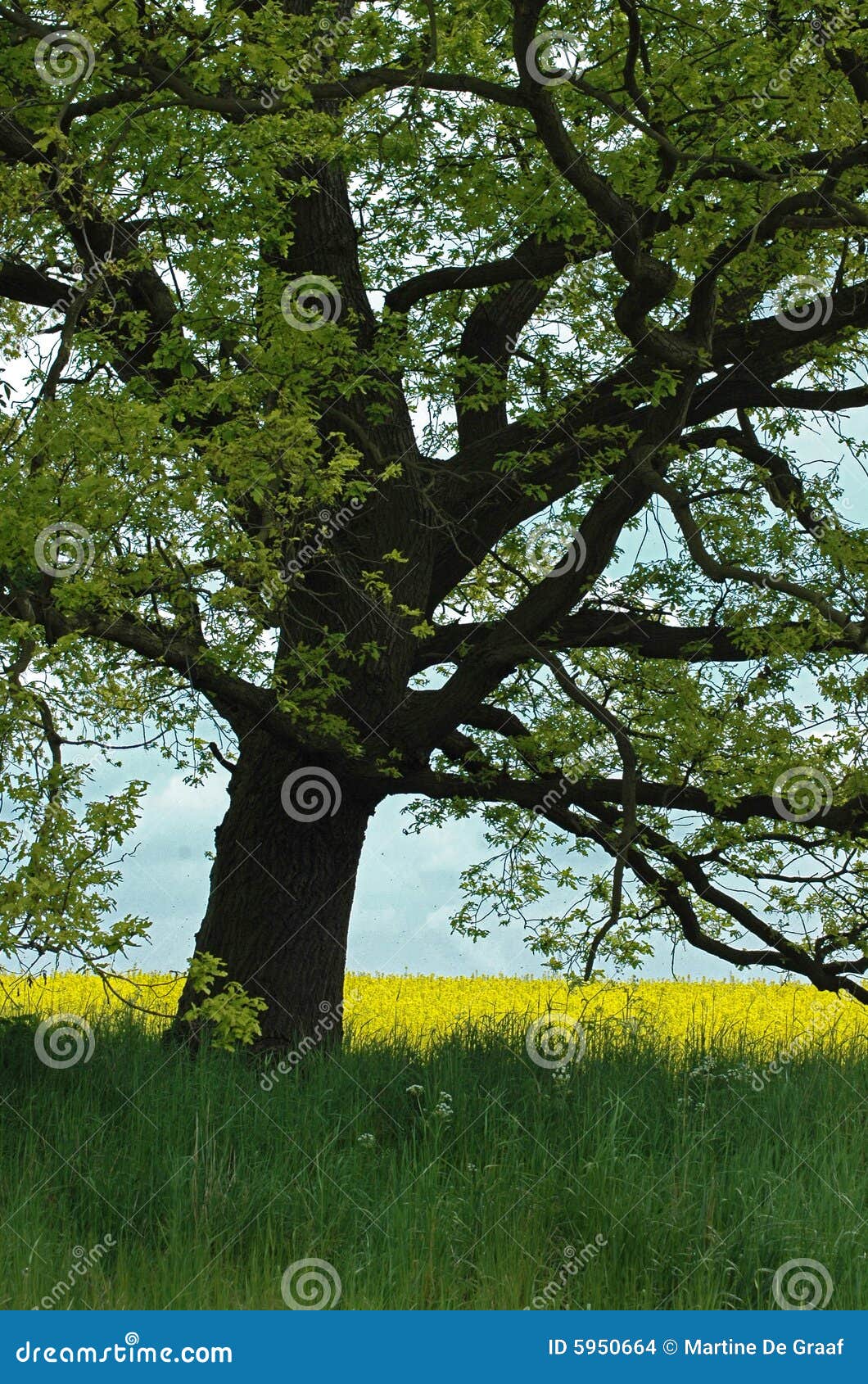 Old Oak Tree in Field stock photo. Image of grass, meadow - 5950664