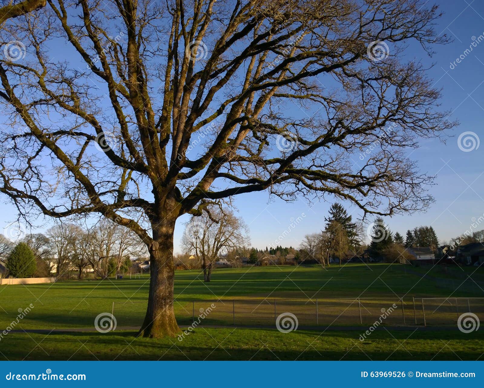 Old oak tree stock photo. Image of clouds, aged, school - 63969526