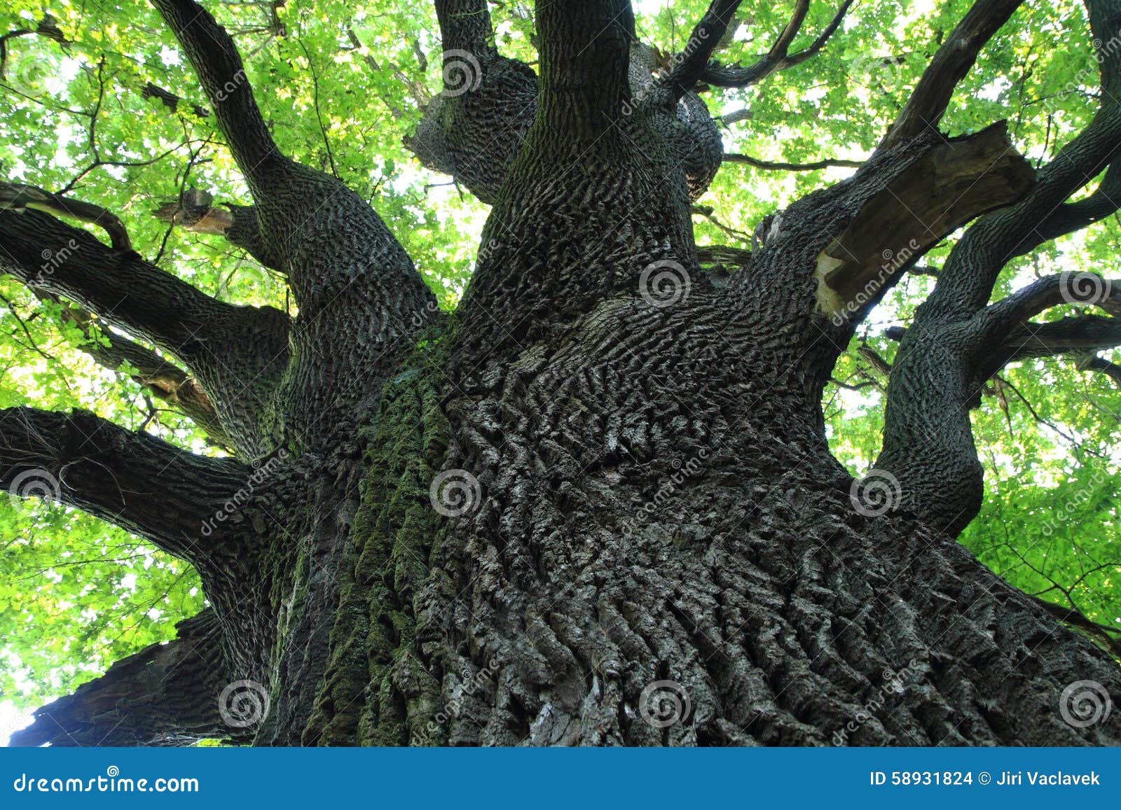 Old oak tree stock photo. Image of season, nature, beauty - 58931824