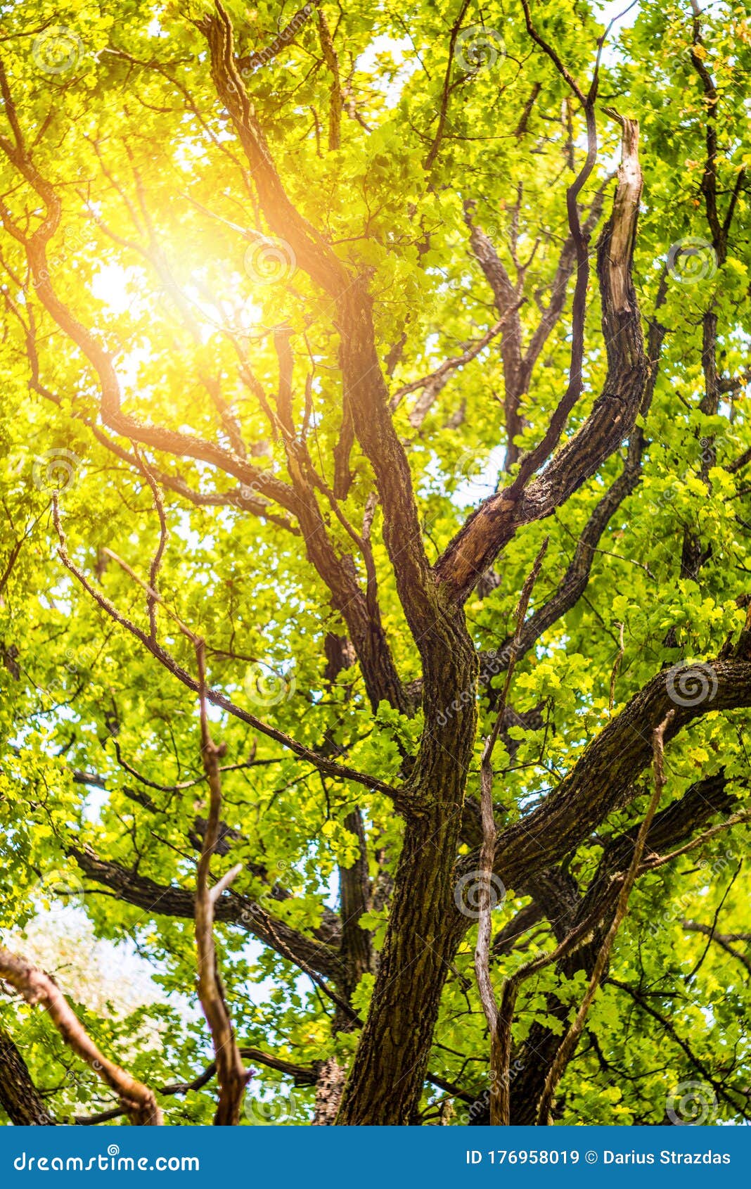 Old Oak Tree in Spring Green Stock Image - Image of flora, color: 176958019
