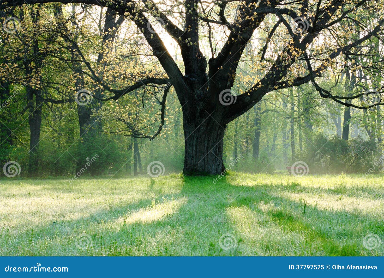 Old Oak Tree in Spring Landscape Stock Image - Image of fresh, soulful ...