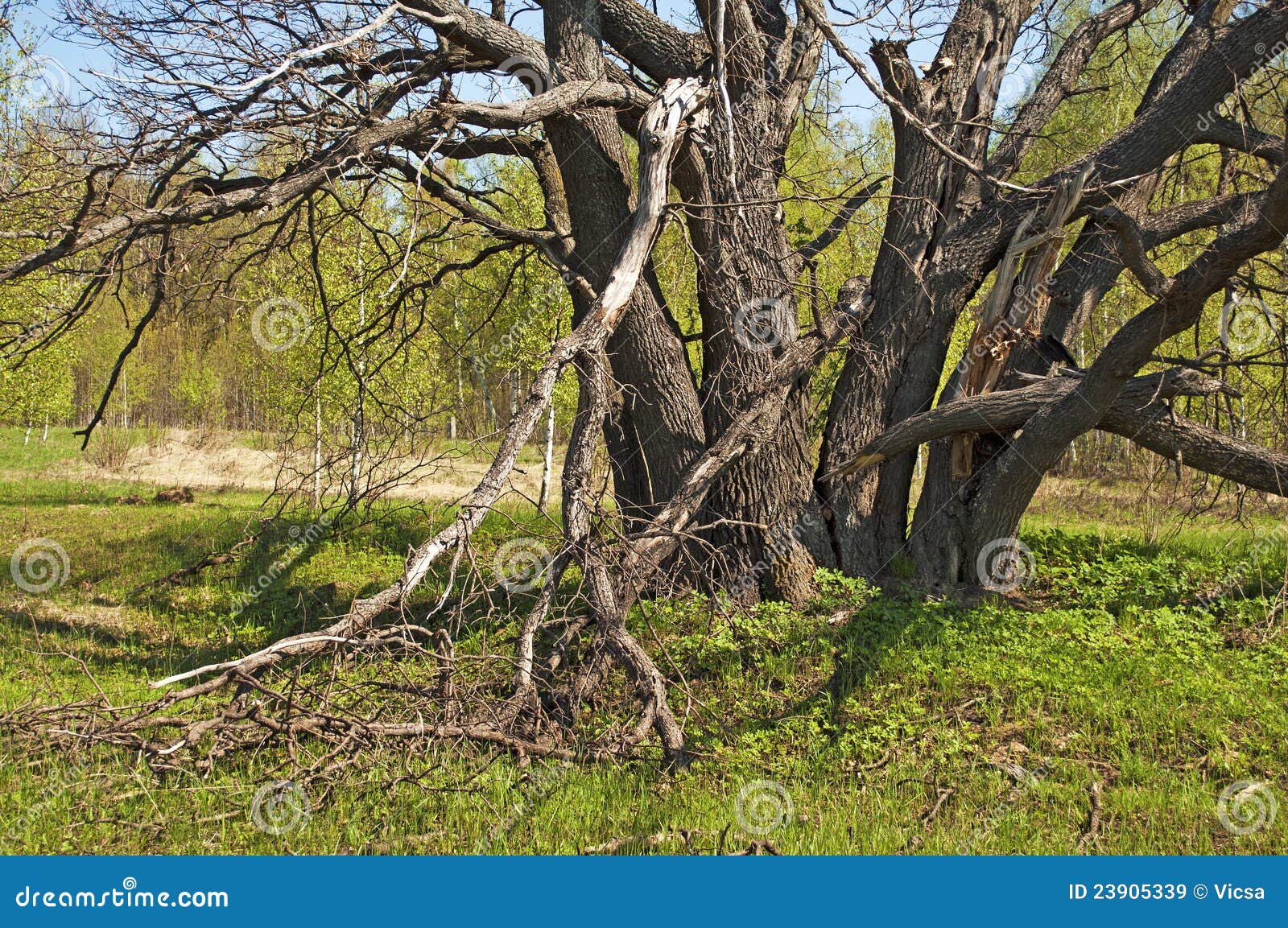 Old Oak Tree in Spring Time Stock Image - Image of nature, glade: 23905339