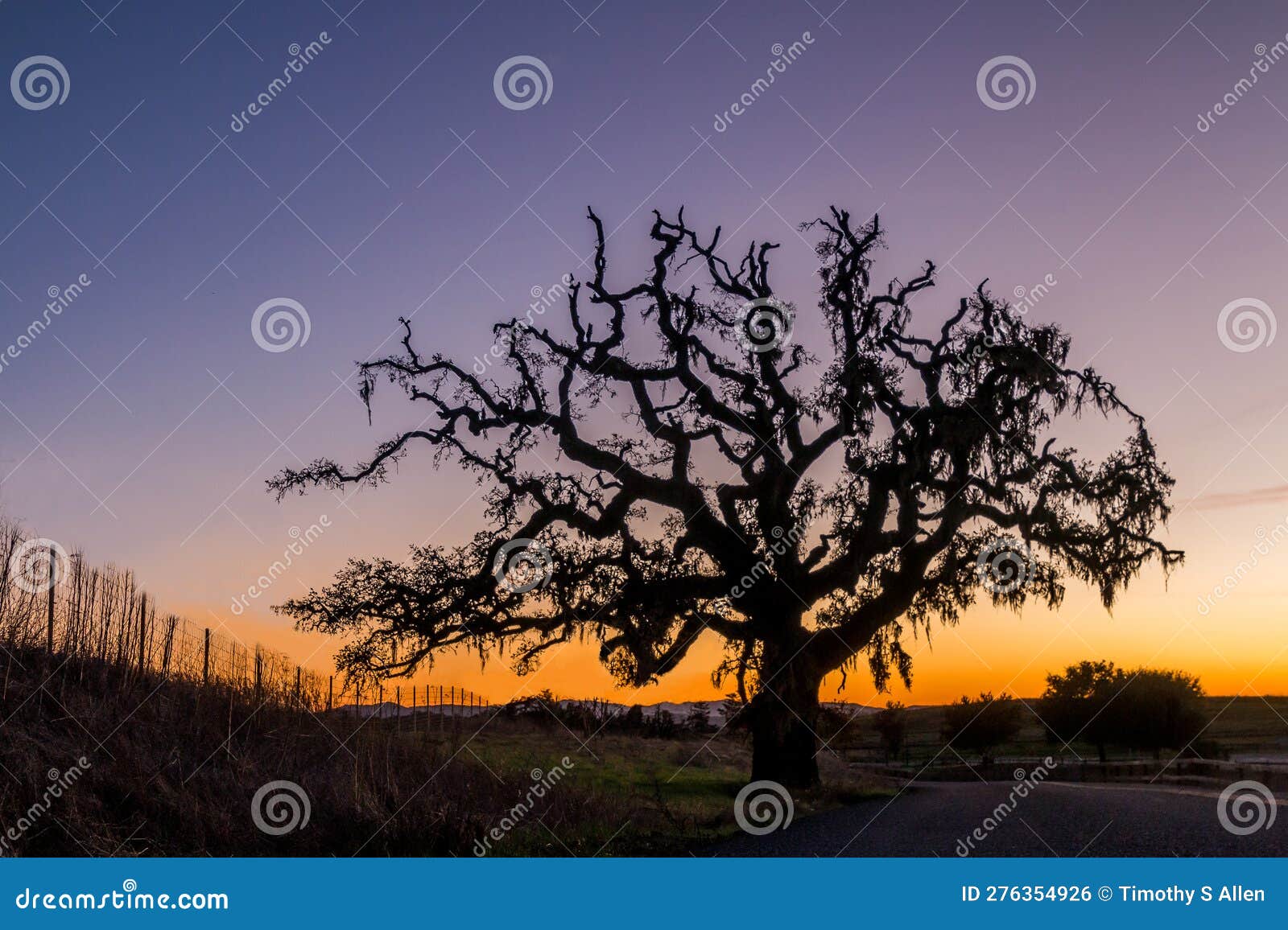 An Old Oak Tree is Standing Darkly in Front of a Setting Sun. Stock ...