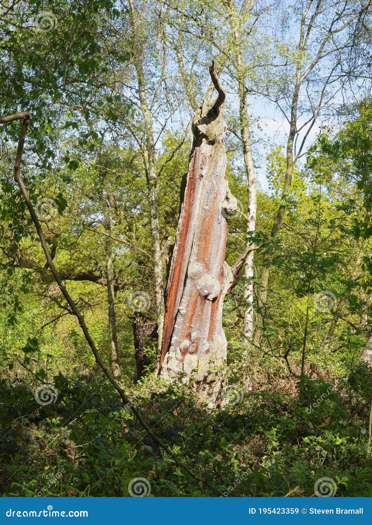 An Old Oak Tree, Stripped of Its Bark Stands in a Clearing in Bright ...