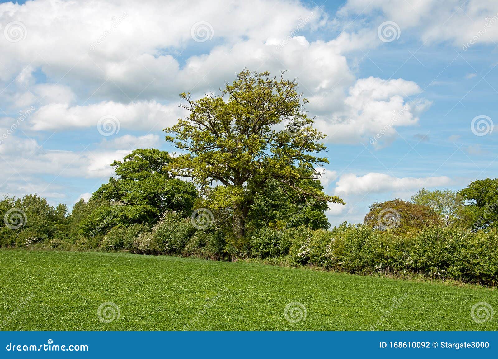 An Old Oak Tree in a Summertime Meadow in the British Countryside Stock ...