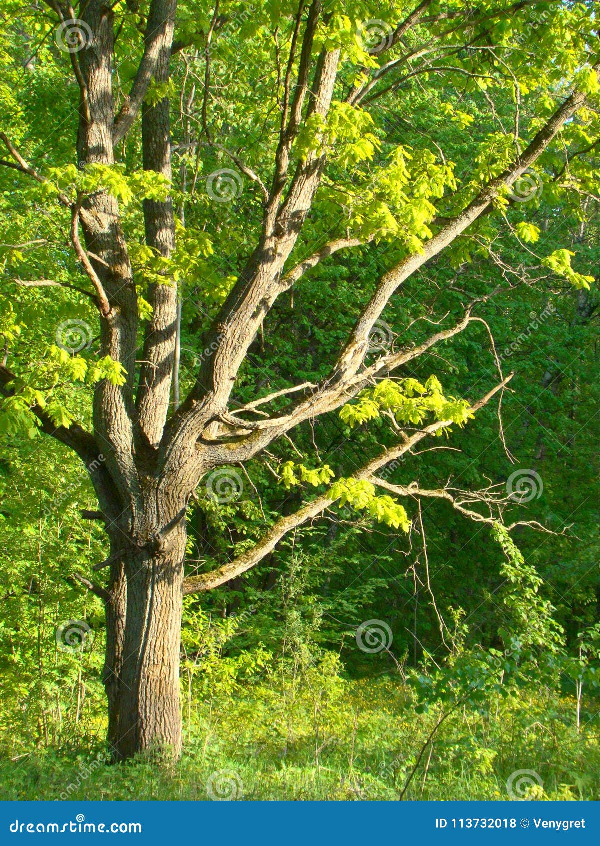 Old Oak Tree in the Sunlit Forest Stock Photo - Image of outdoor ...