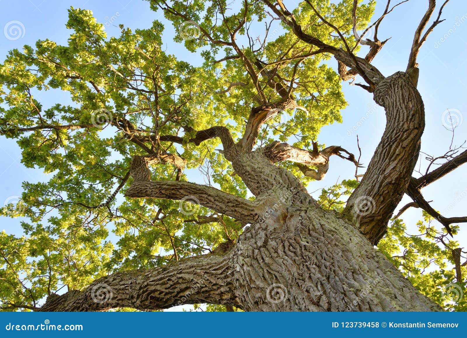 Old oak tree. stock photo. Image of environmental, country - 123739458