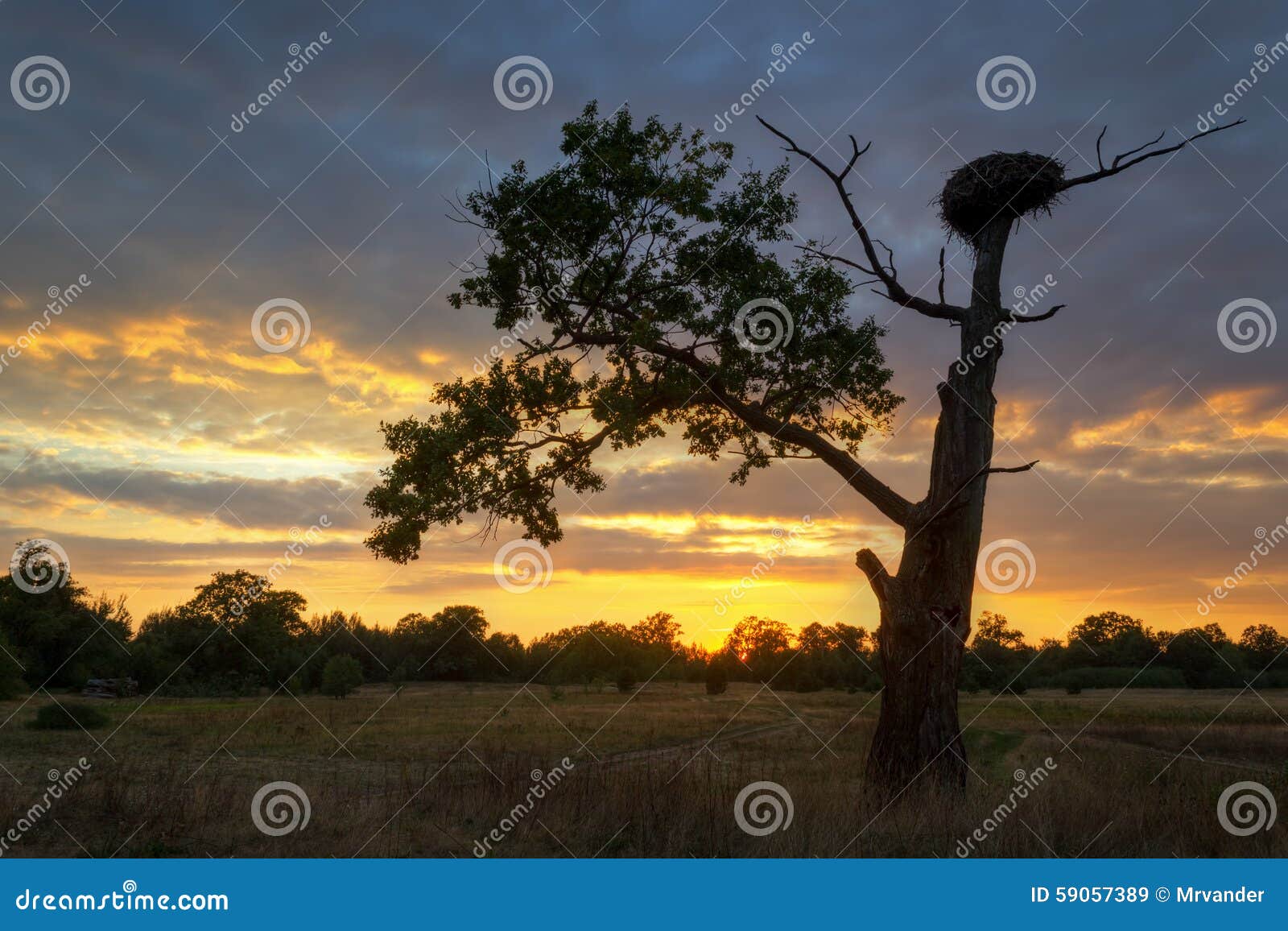 Old oak tree at sunset. stock image. Image of lonely - 59057389