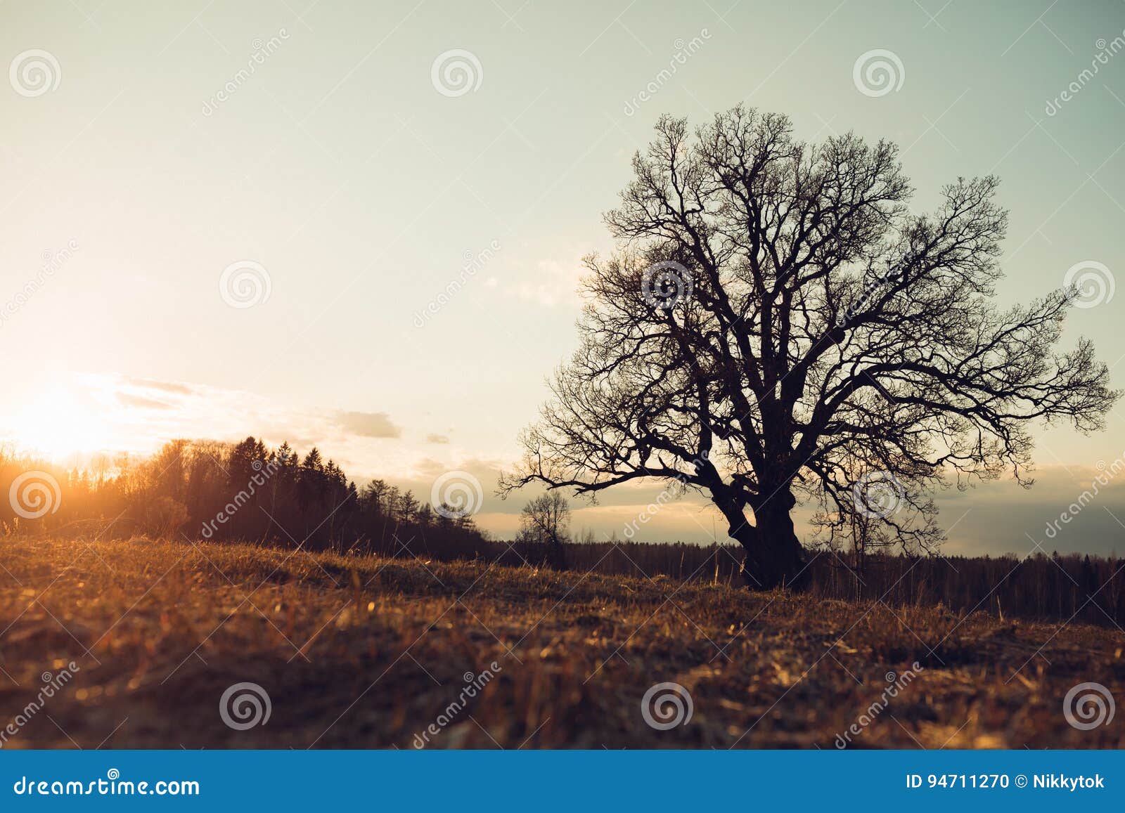 Old oak tree at sunset stock photo. Image of deciduous - 94711270
