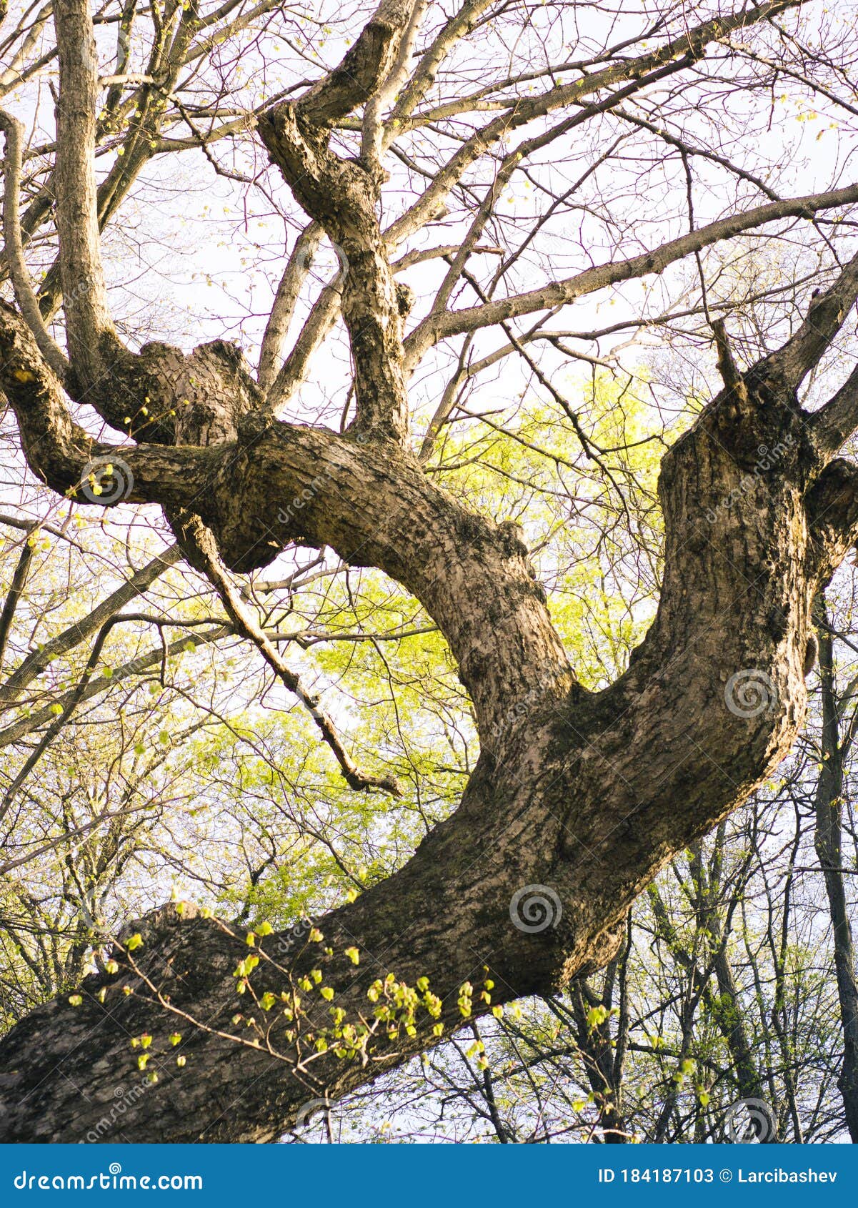 Old oak tree in sunshine stock image. Image of sunlight - 184187103