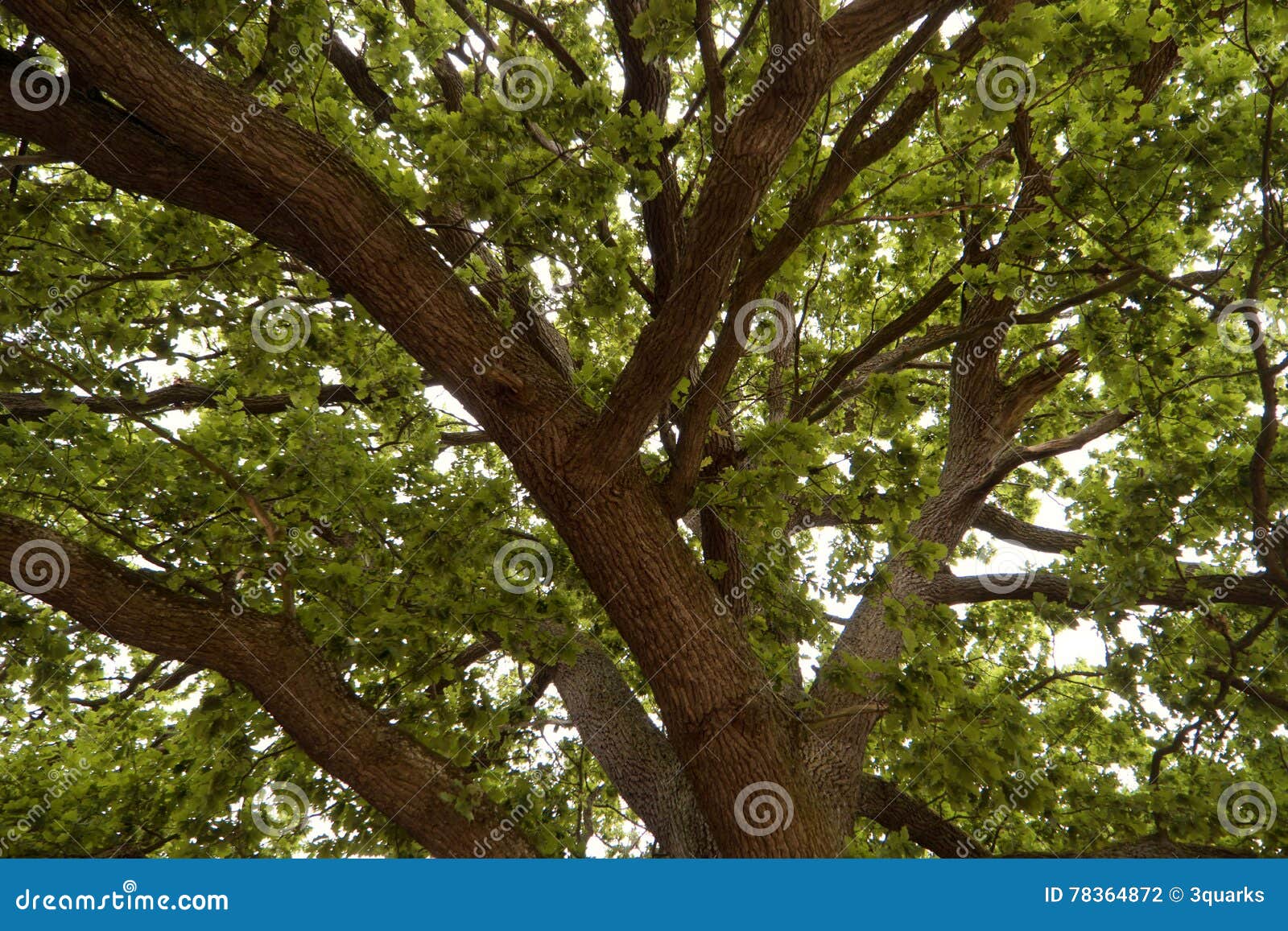 Old oak tree stock photo. Image of scandinavia, trunk - 78364872