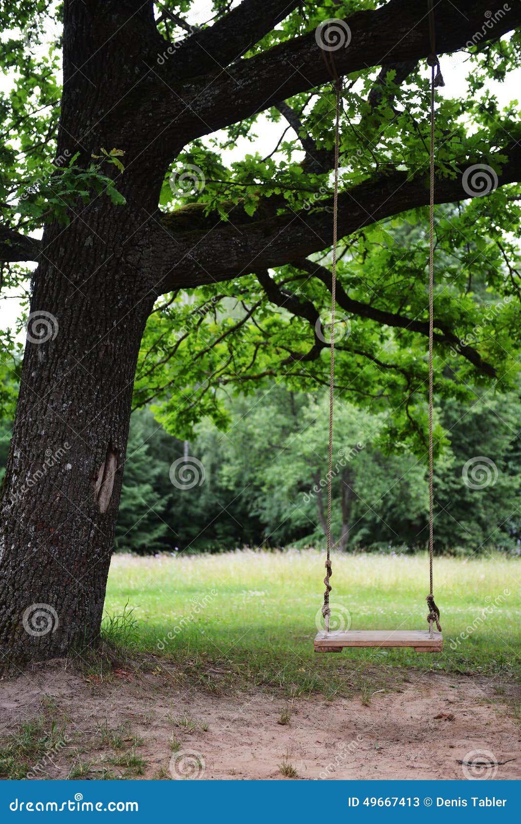 Old oak tree stock image. Image of summer, rope, traditional - 49667413