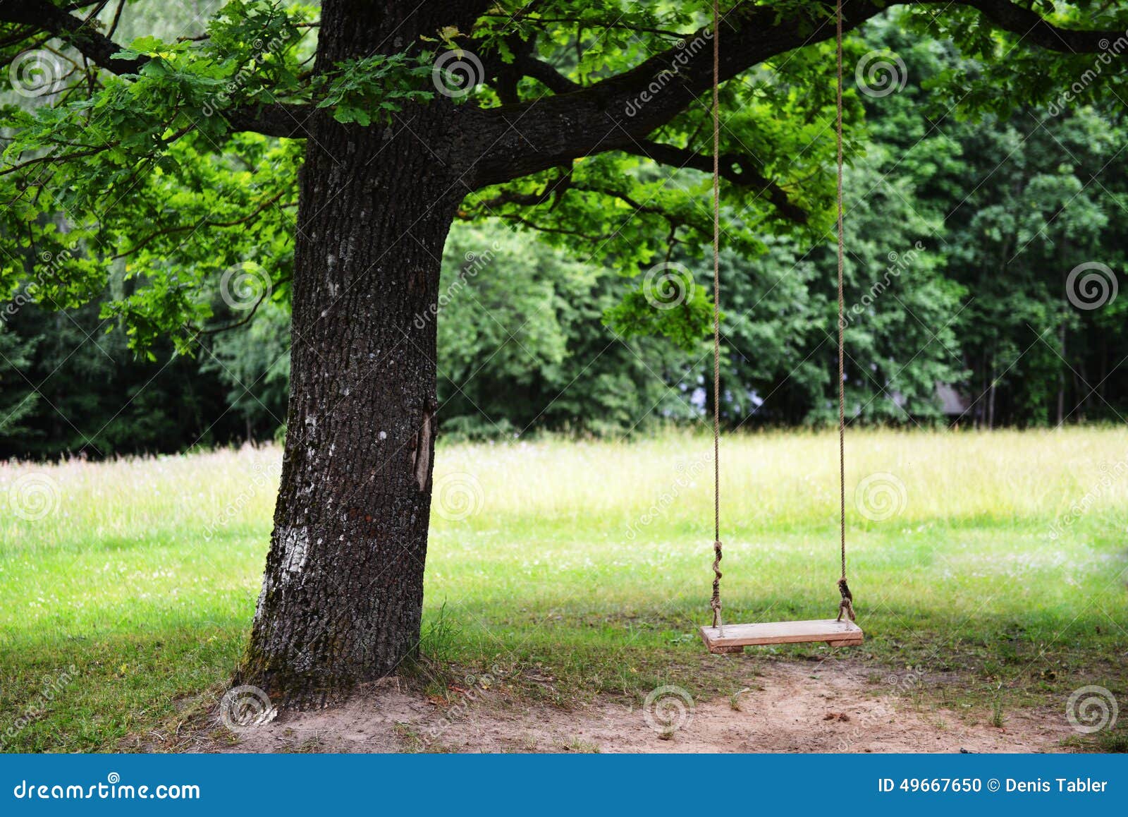 Old oak tree stock photo. Image of tranquil, summer, bushes - 49667650