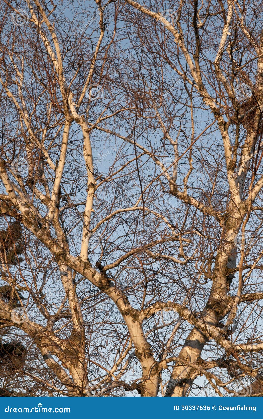 Old Oak Tree stock photo. Image of tranquil, branch, angle - 30337636