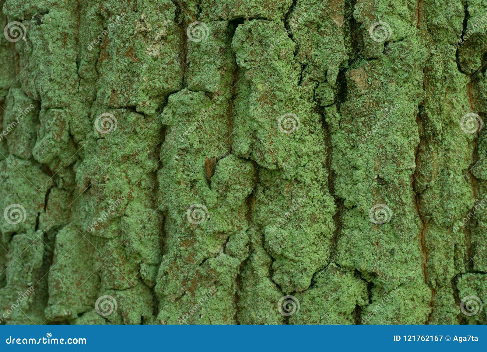 Old Oak Tree Trunk Covered with Lichen Stock Image - Image of lichen ...