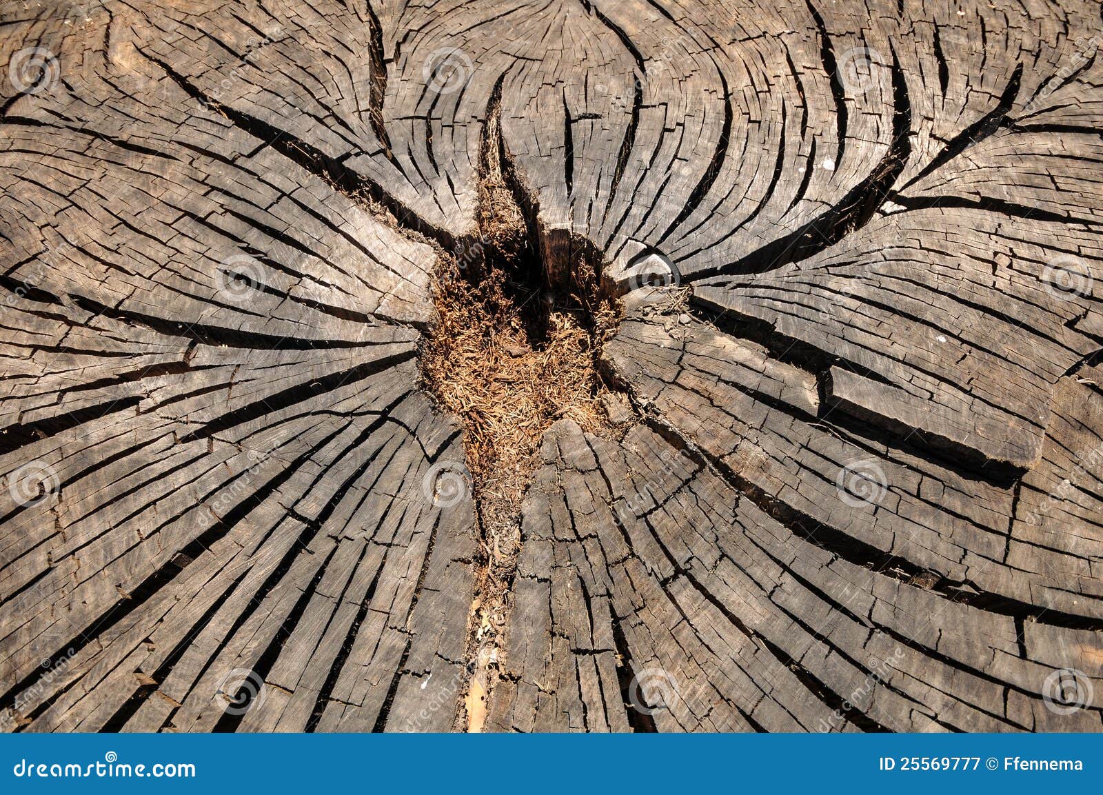Old Oak Tree Trunk with Cracks Stock Image - Image of rings, dead: 25569777