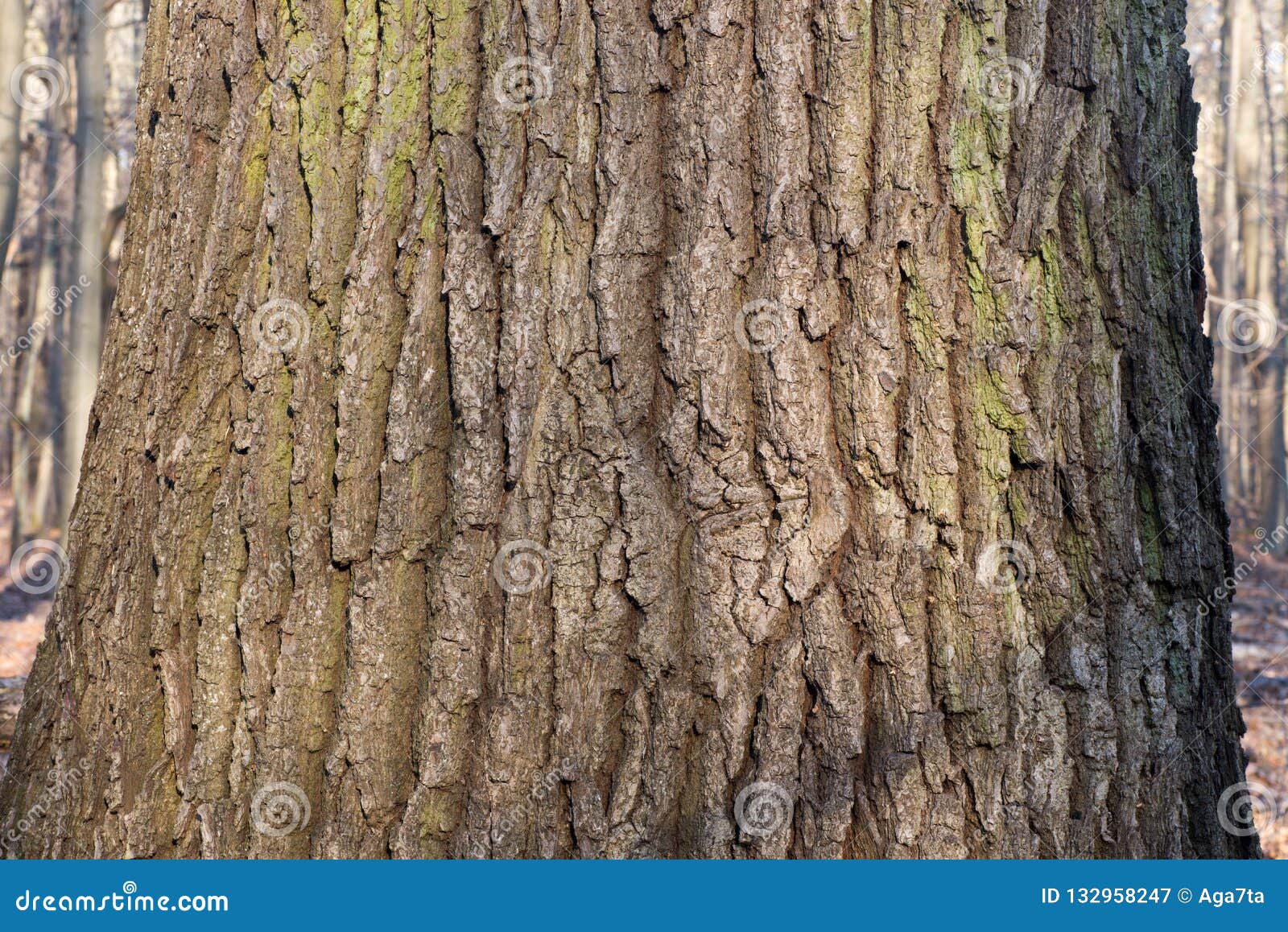 Old oak tree trunk stock image. Image of large, history - 132958247