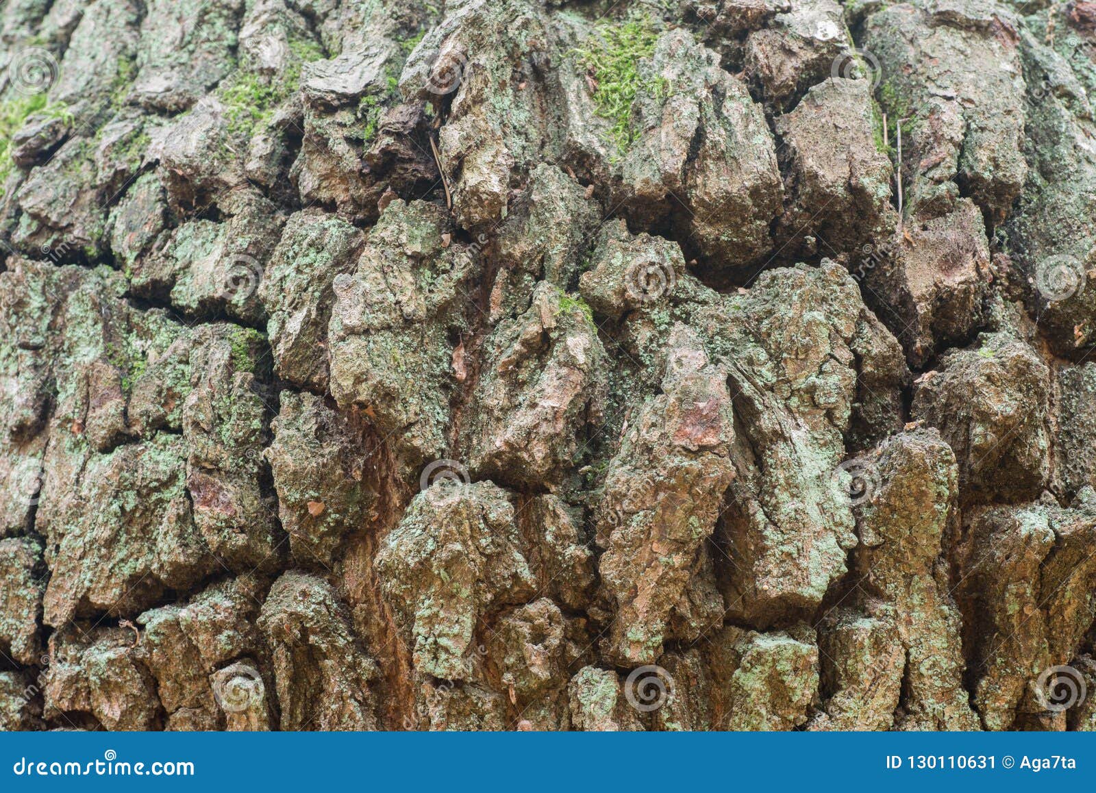 Old oak tree trunk stock image. Image of moss, countryside - 130110631