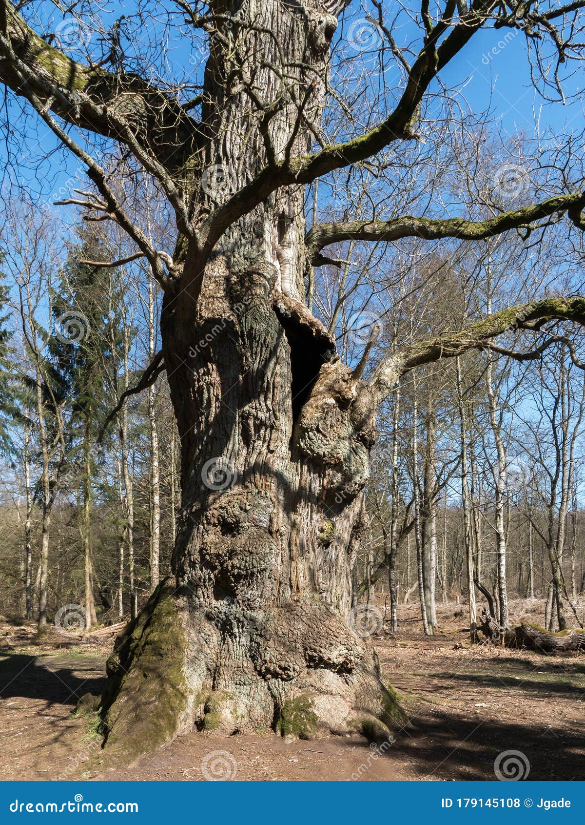 Old oak tree trunk stock photo. Image of large, closeup - 179145108