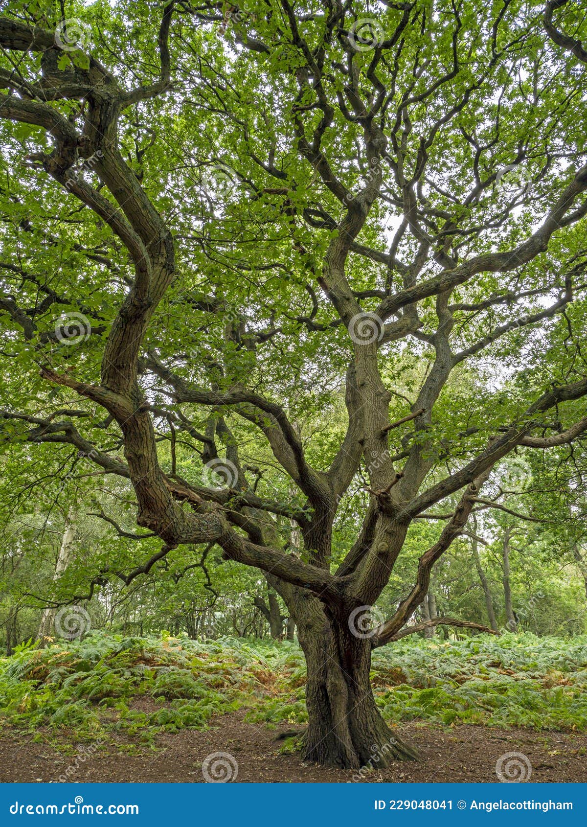 Old Oak Tree with Twisted Branches and Summer Foliage Stock Image ...
