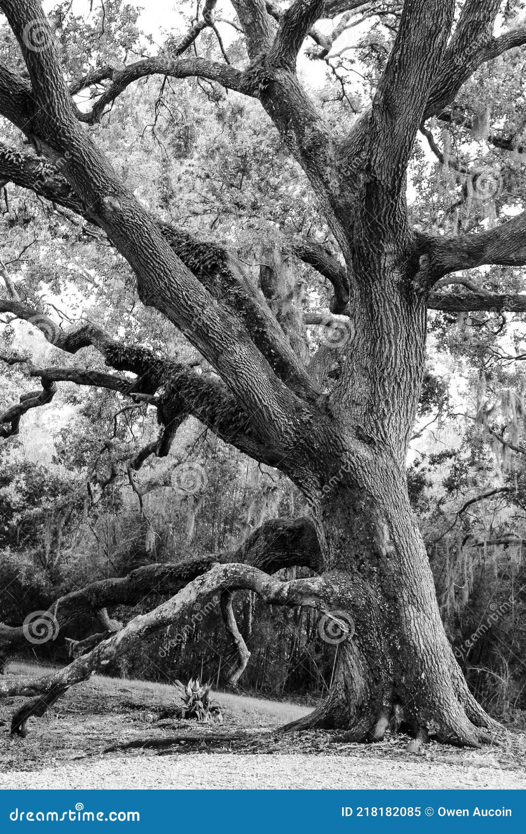 Old Oak Tree Vintage B&W Stock Image - Image of garden, tree: 218182085