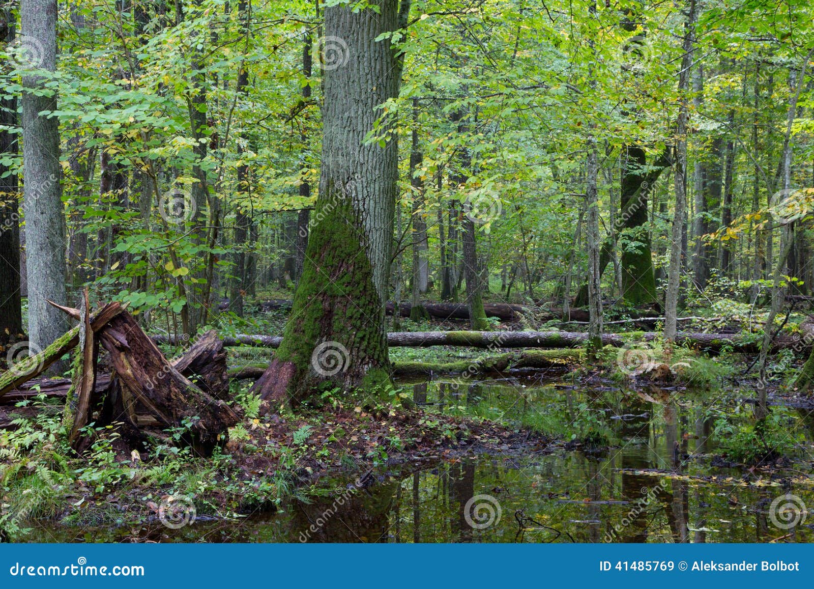 Old Oak Tree and Water in Fall Forest Stock Image - Image of landscape ...