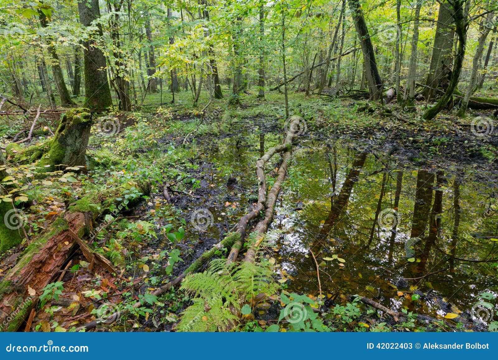Old Oak Tree and Water in Fall Forest Stock Image - Image of scenic ...