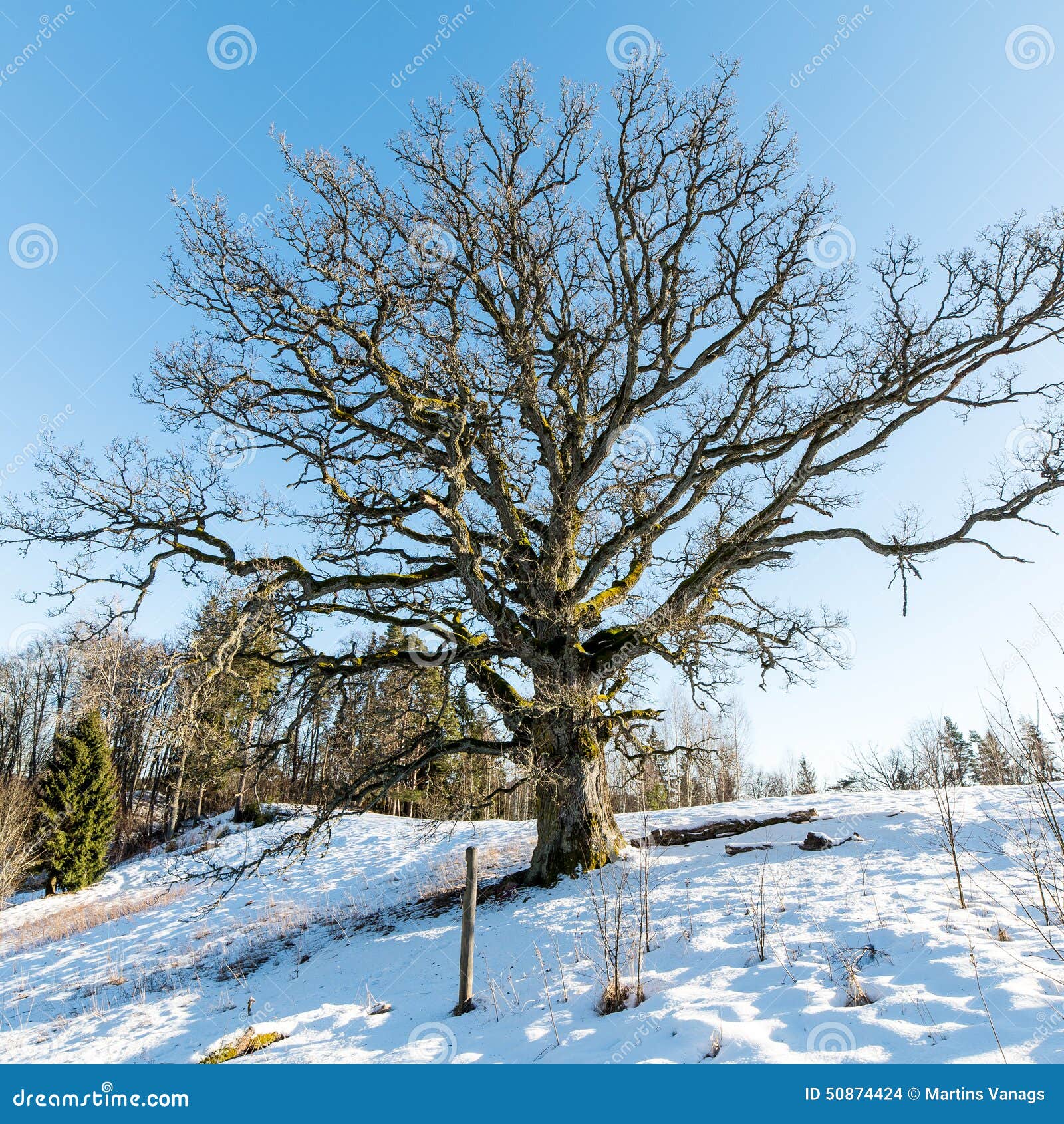 Old oak tree in winter stock photo. Image of pasture - 50874424