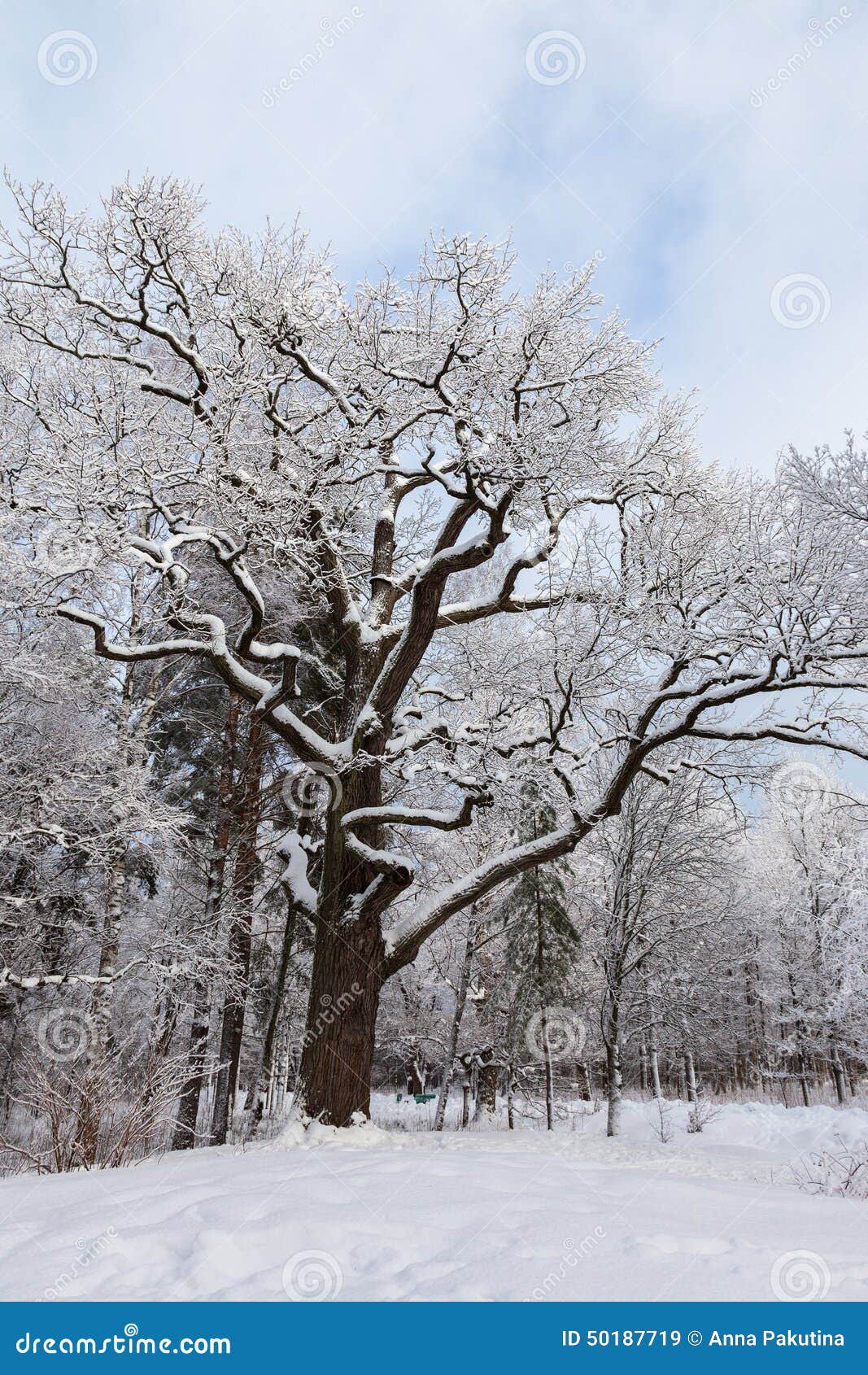 Old Oak Tree in Winter Park Stock Image - Image of snowy, scene: 50187719