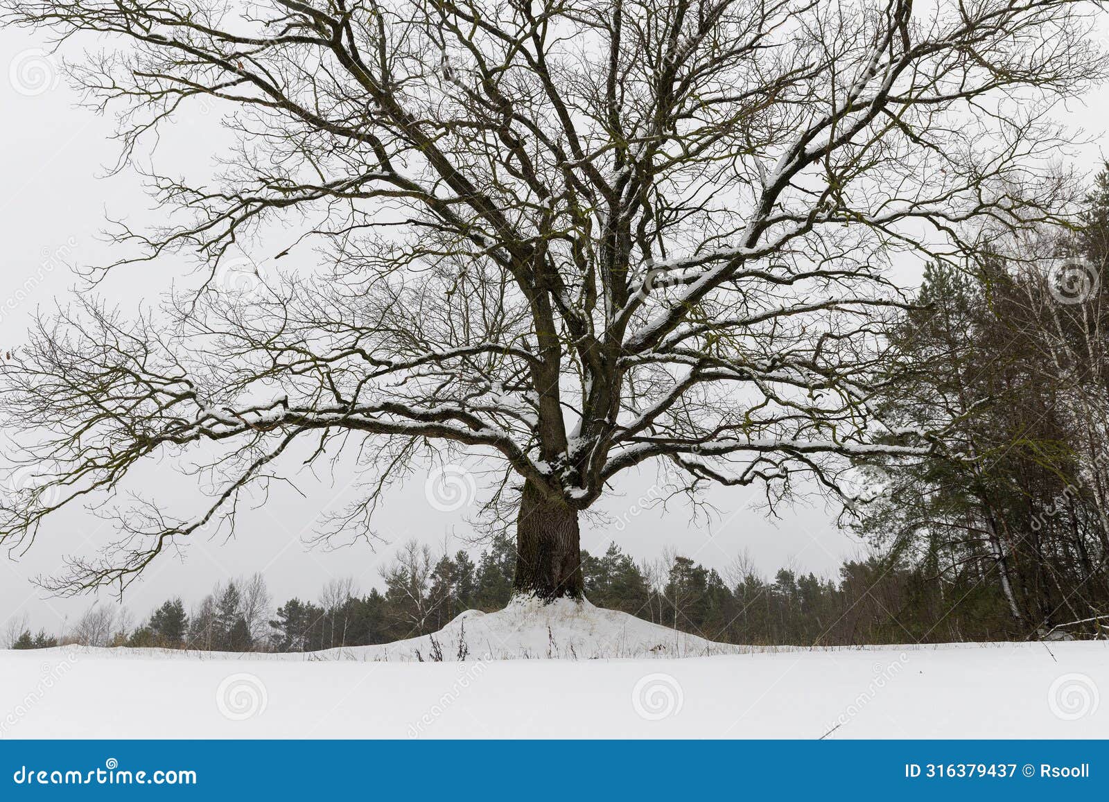 An Old Oak Tree in Winter during a Snowfall, Falling Snow Stock Image ...