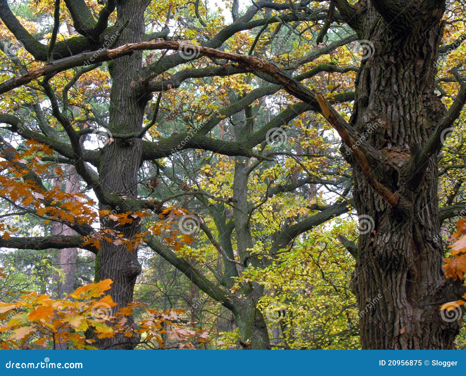Old oak trees stock image. Image of outdoors, forest - 20956875