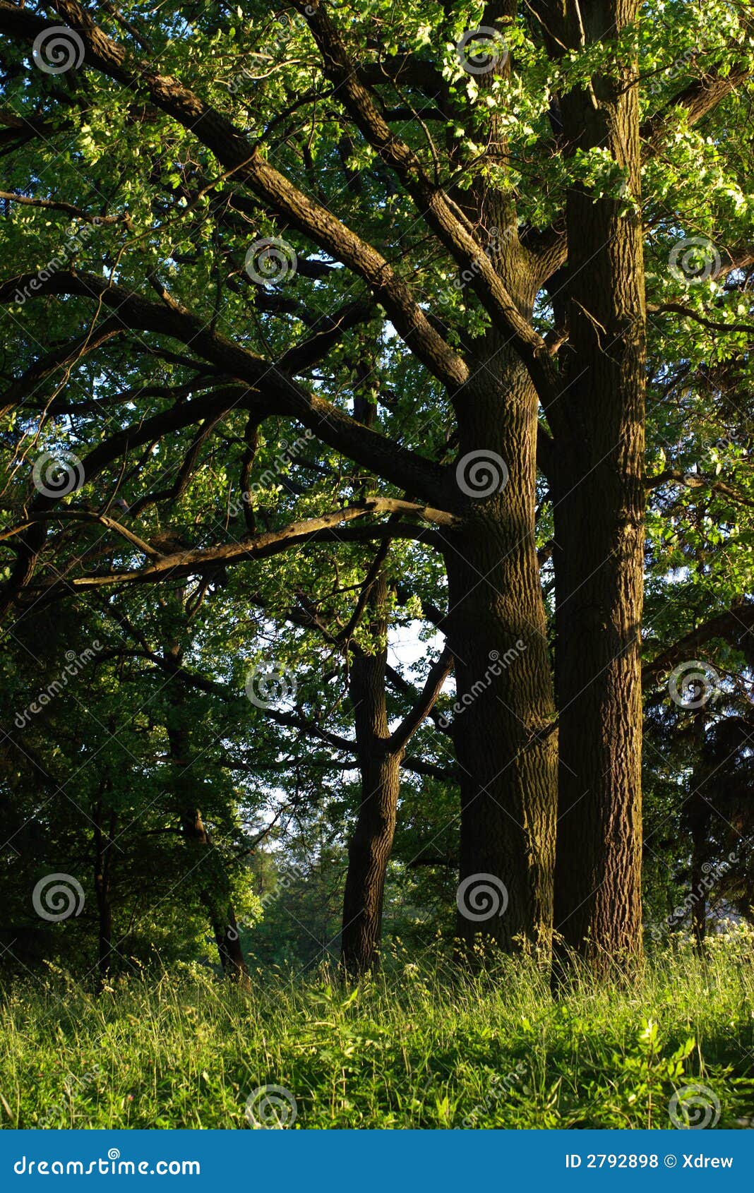Old oak trees stock photo. Image of garden, full, background - 2792898