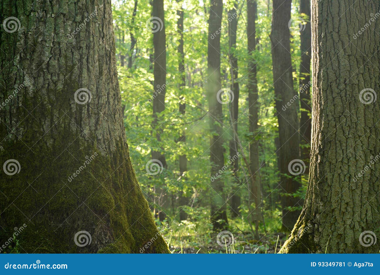 Old oak trees in forest stock image. Image of large, foliage - 93349781