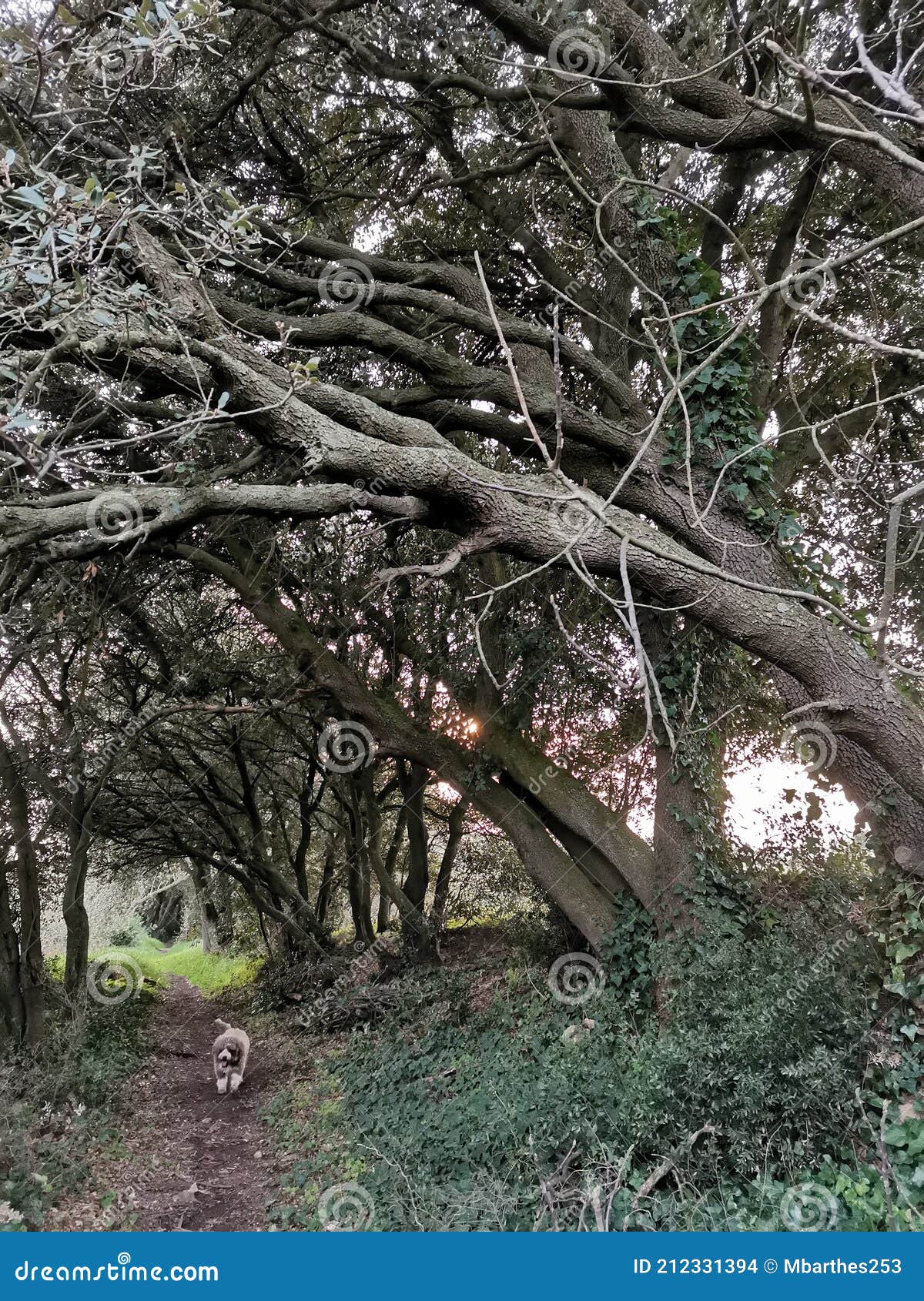 Occitanie Old Oak Trees Leaning Over a Path Stock Photo - Image of ...