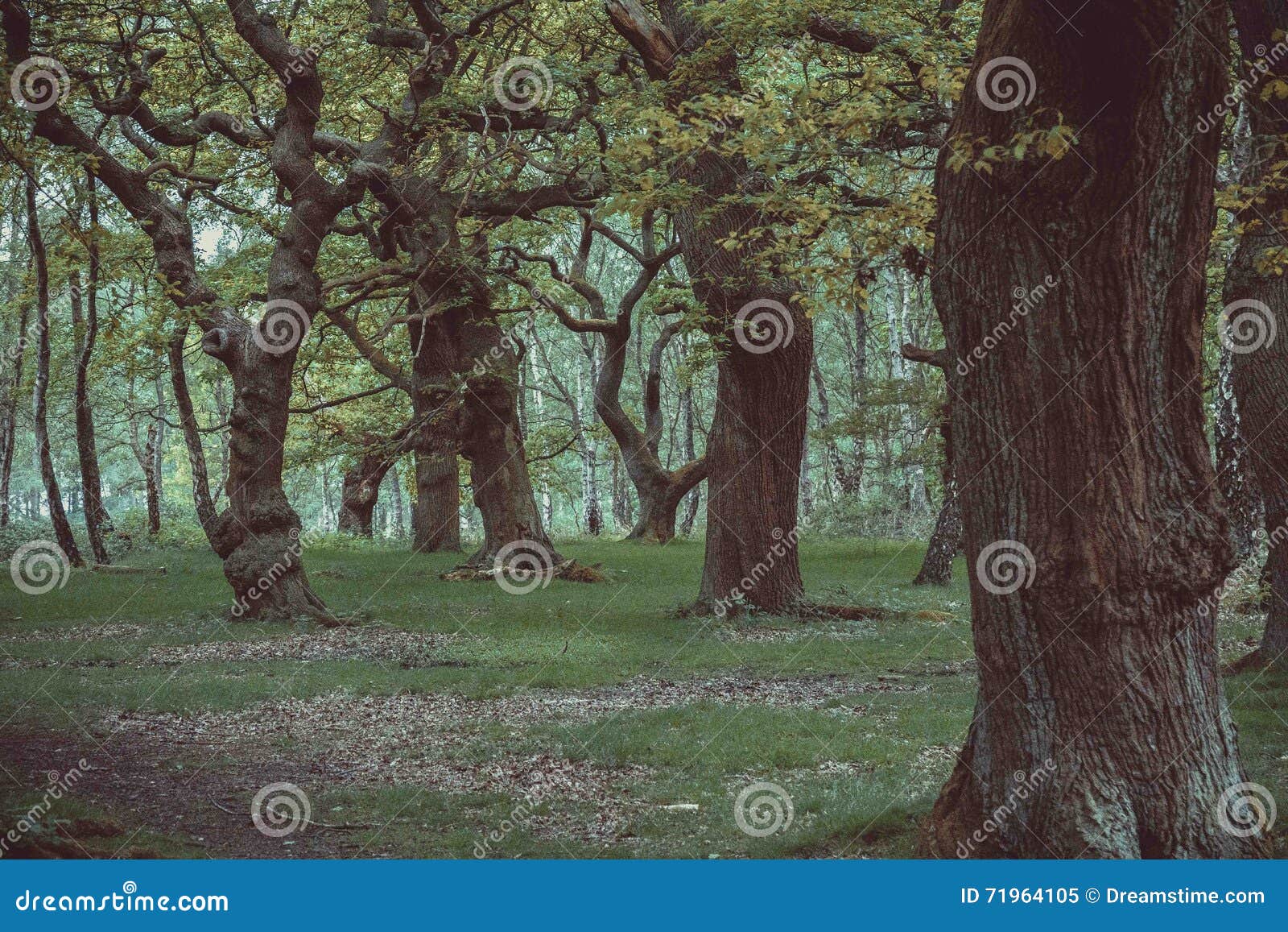 Old Oak Trees stock image. Image of gate, ffllen, moss - 71964105