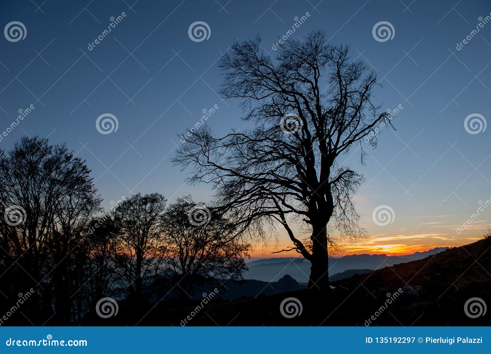 Sunset with tree stock image. Image of background, light - 135192297