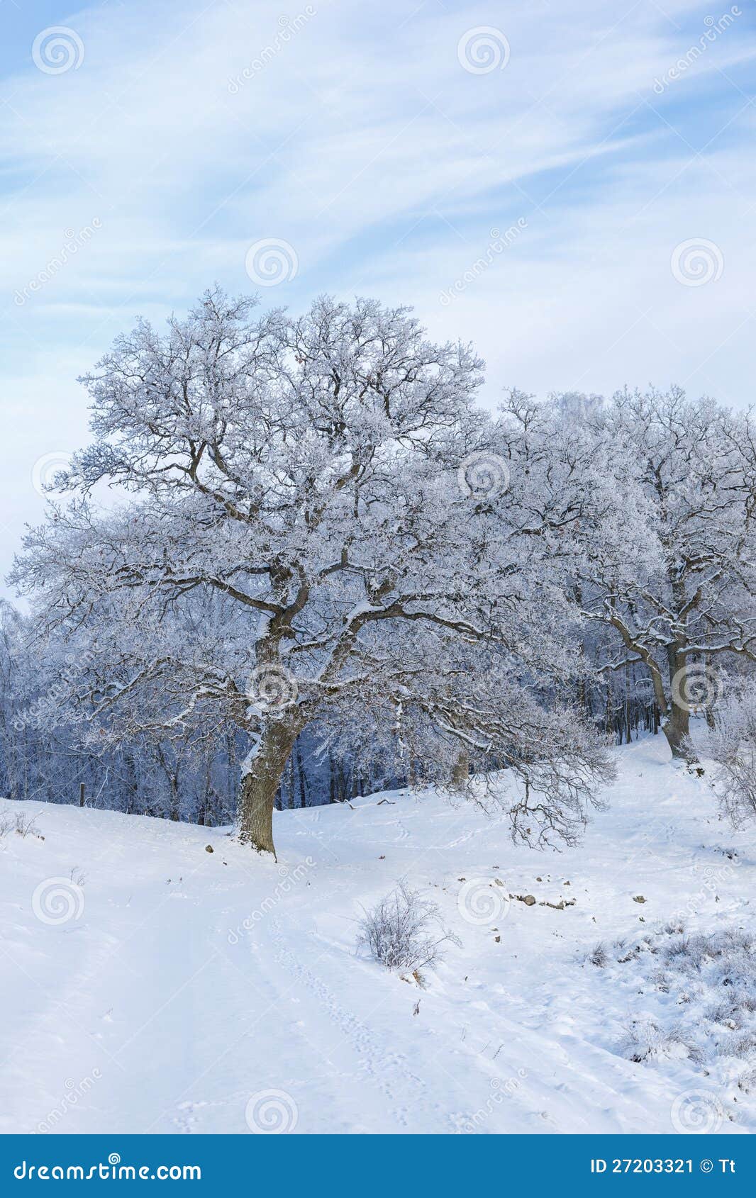 Old oak trees in winter stock image. Image of beauty - 27203321