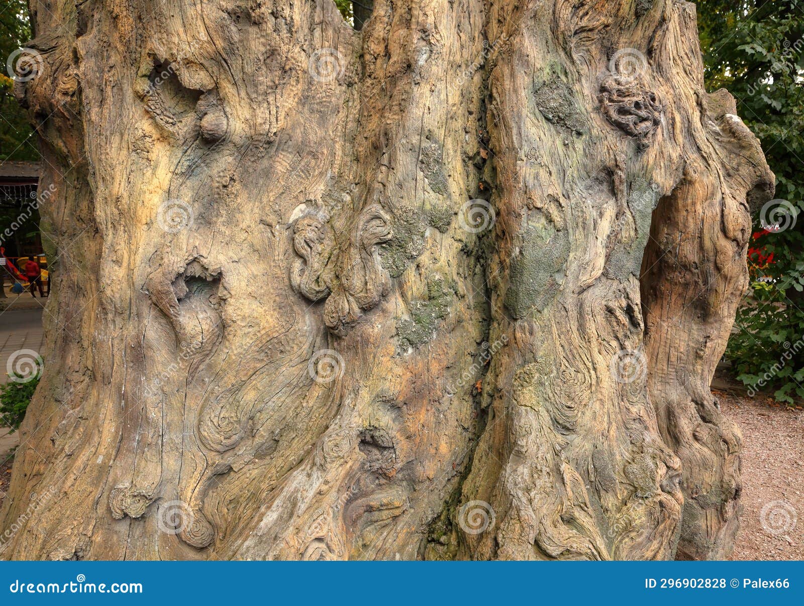 Old oak trunk stock photo. Image of forest, wall, wood - 296902828