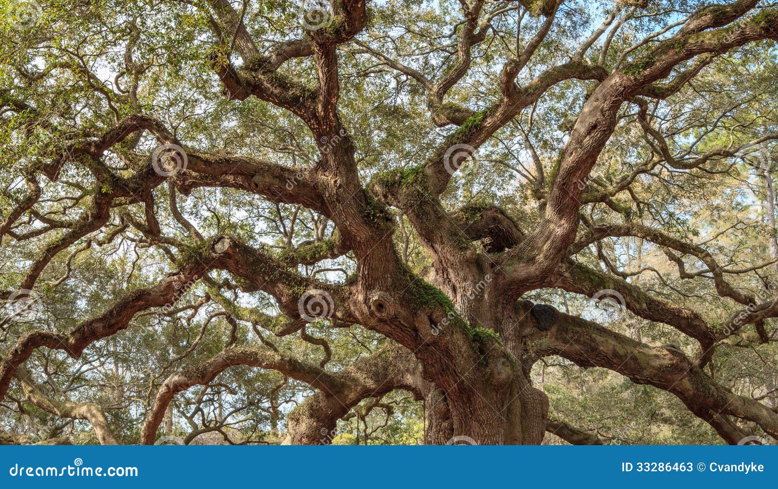 Old Oak Twisted Tree Branches Stock Image - Image of southern, canopy ...
