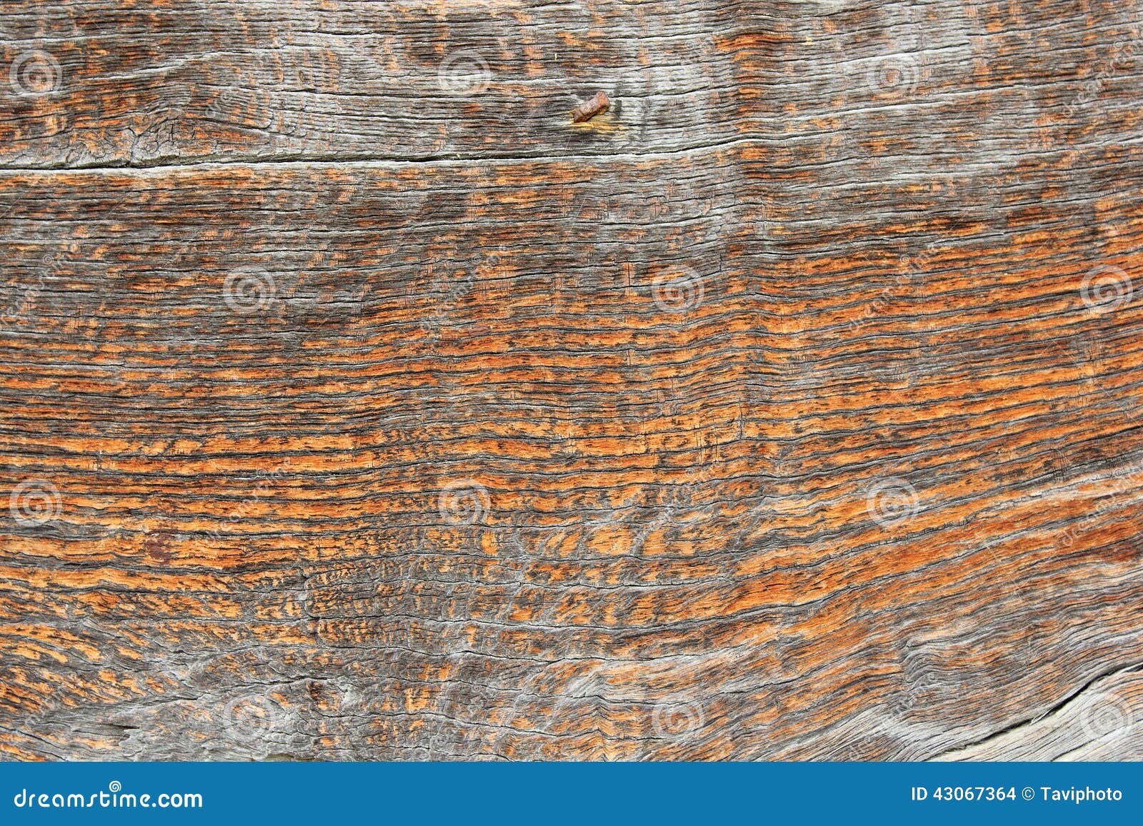 Really Old Oak Wood Texture Stock Photo - Image of closeup, pine: 43067364